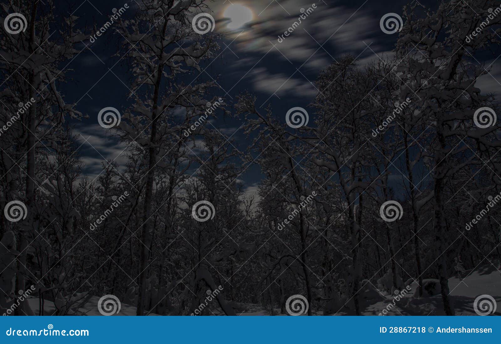 Moonlit trees v1 stock photo. Image of polarcircle, tree - 28867218