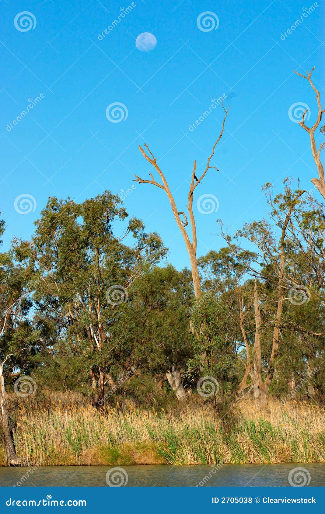Moonrise stock photo. Image of lake, park, nature, water - 2705038