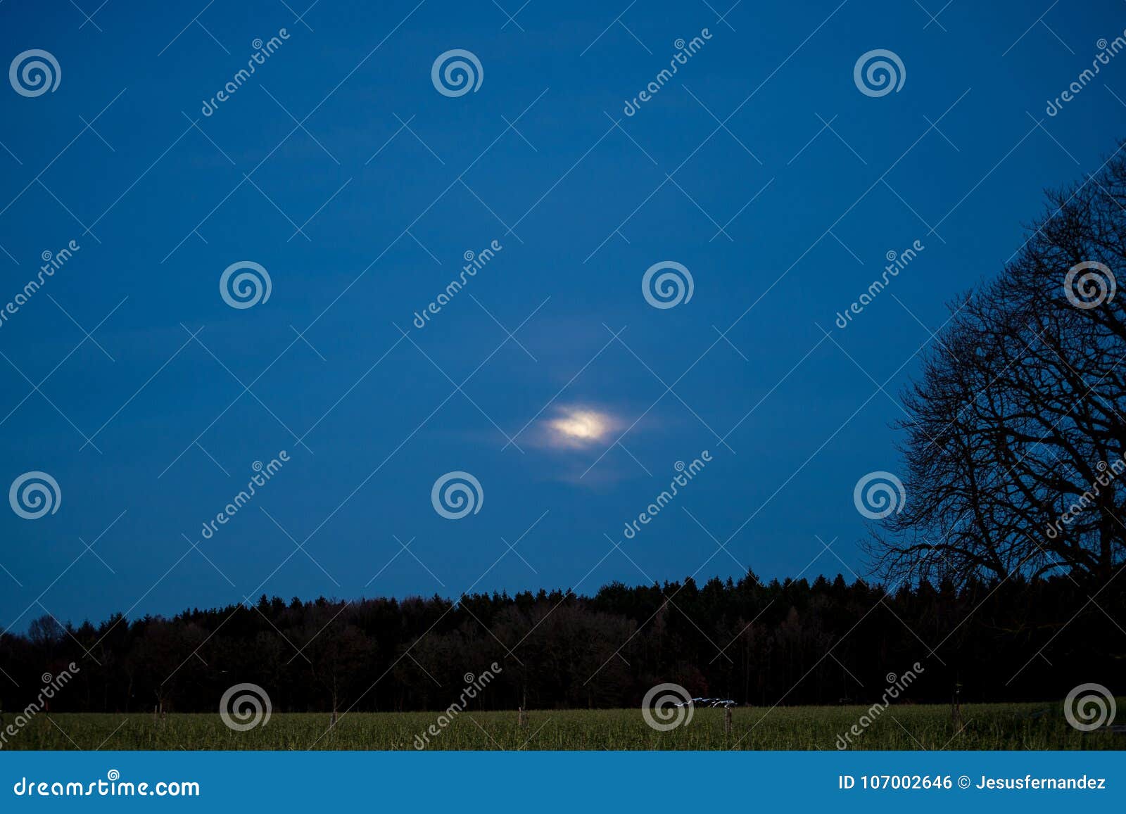 Moonrise over the forest stock photo. Image of forest - 107002646