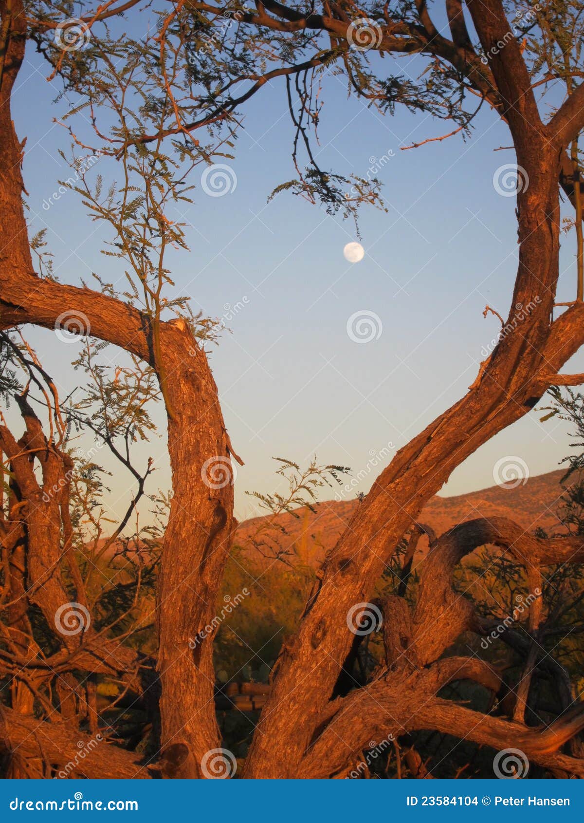 Moonshine Desert in Tree Branch Stock Photo - Image of moon, branches ...