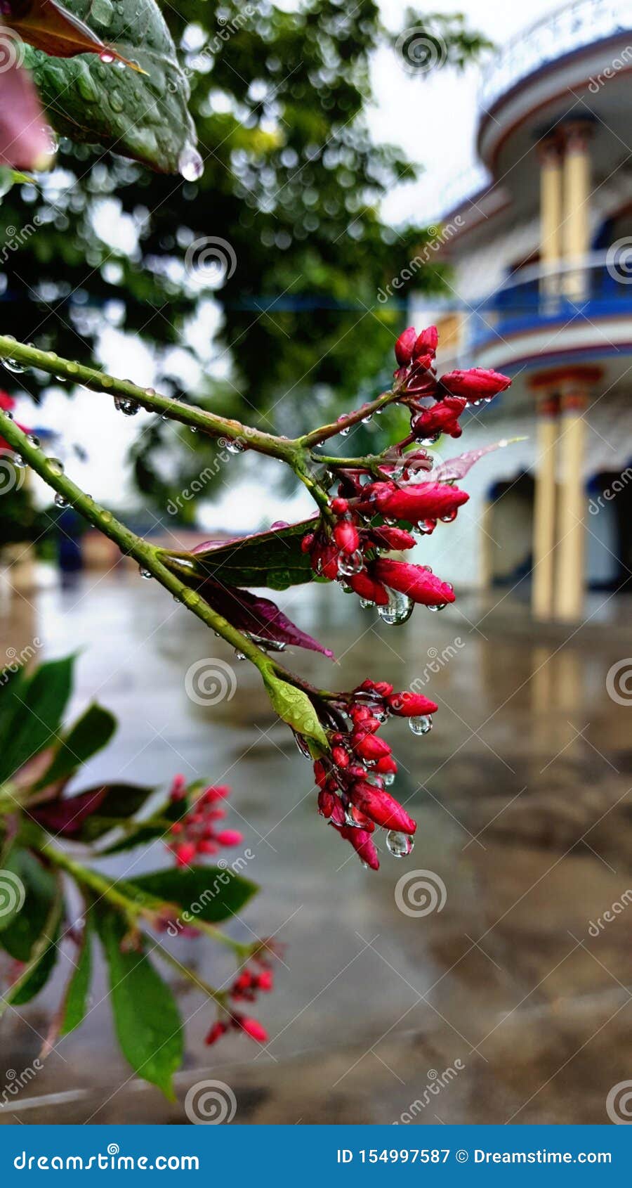 Moonsoon stock image. Image of nature, moonsoon, rain - 154997587