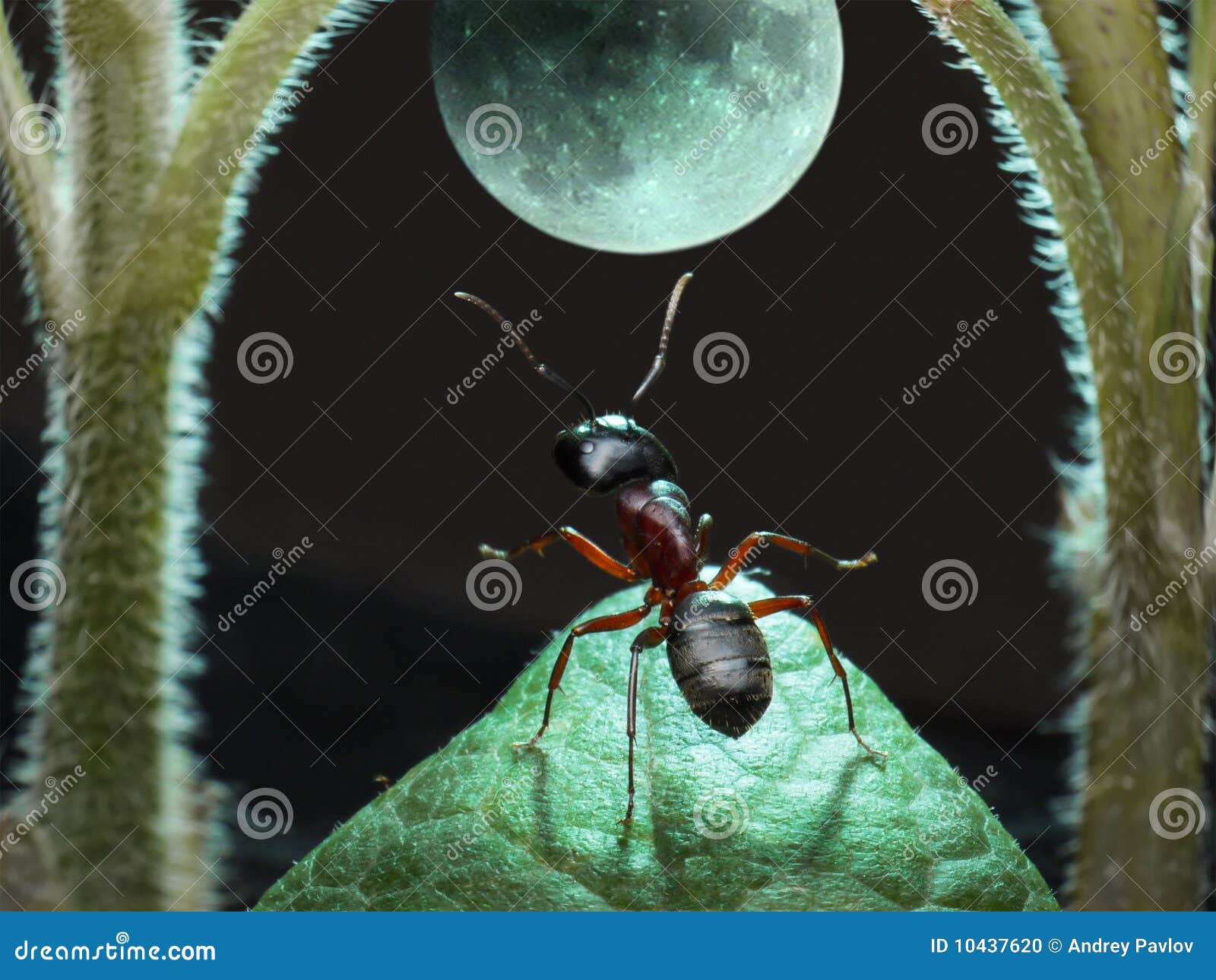 Moonwalk of ant stock photo. Image of closeup, dancer - 10437620
