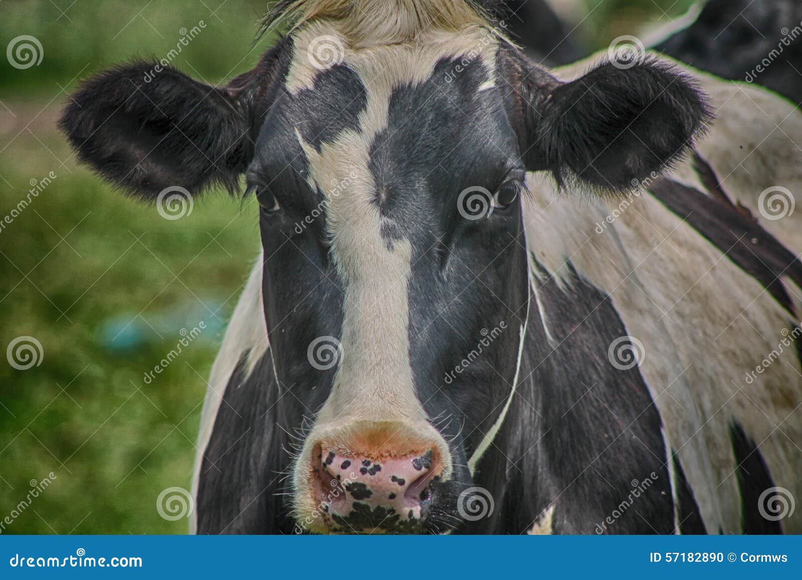 Moooo Cow... stock photo. Image of green, cattle, grass - 57182890