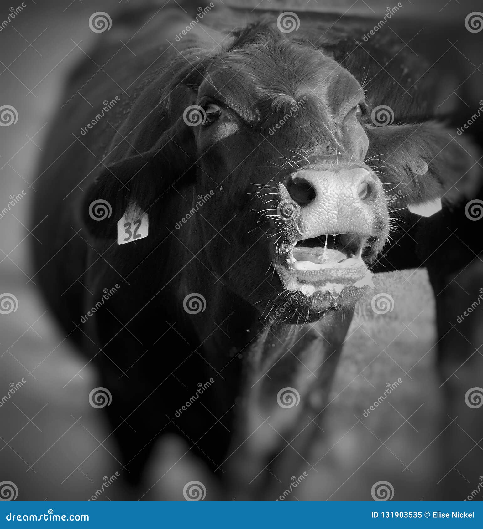 Mooooo stock image. Image of blur, black, tounge, mooooo - 131903535