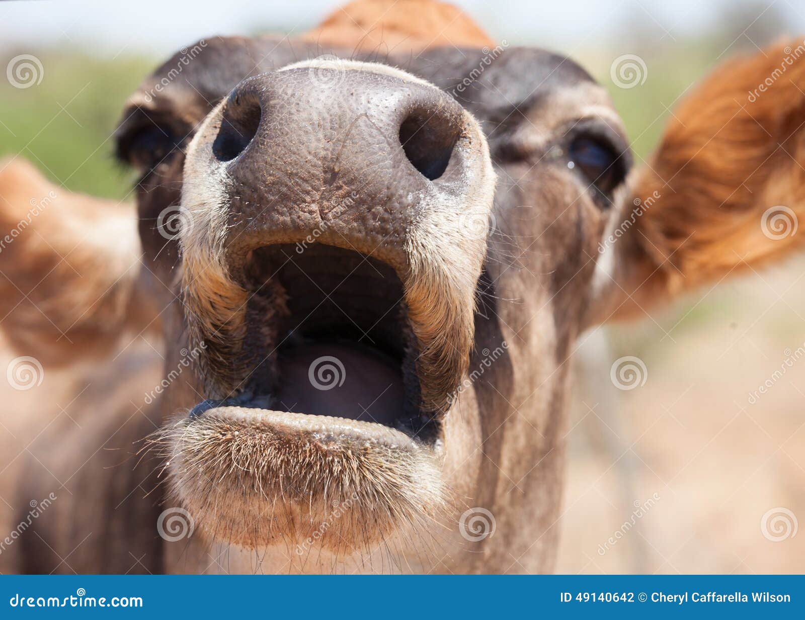 Mooooooooo Stock Photos - Free & Royalty-Free Stock Photos from Dreamstime