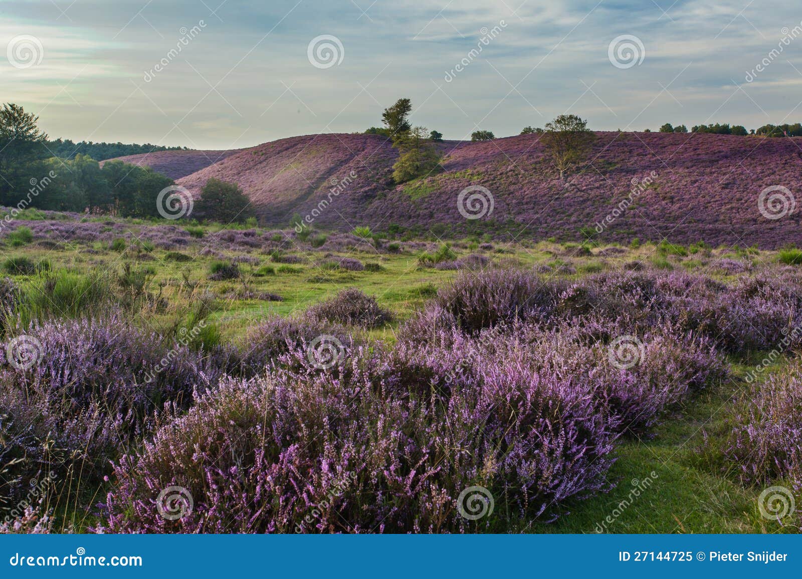 Moor in Bloom stock image. Image of moorland, holland - 27144725