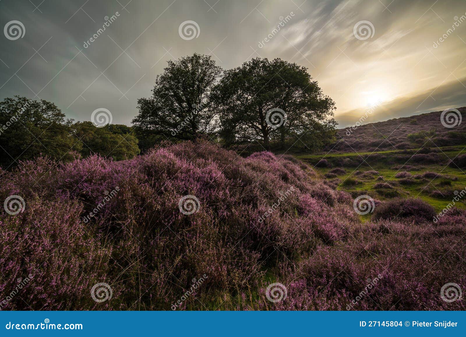 Moor in Bloom stock photo. Image of moorland, veluwezoom - 27145804