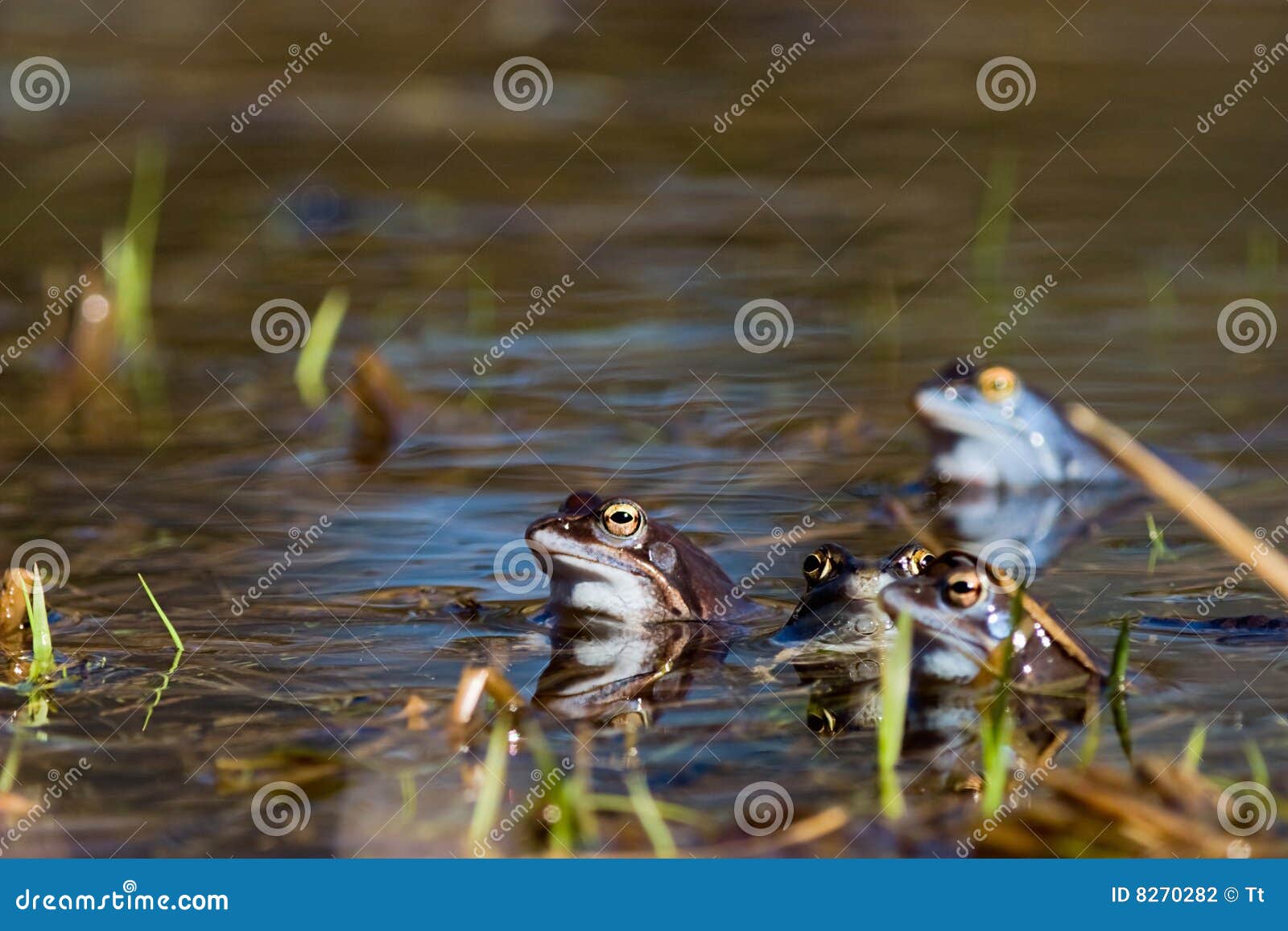 Moor Frog Rana Arvalis Couple In Amplexus Mating Position Royalty-Free ...