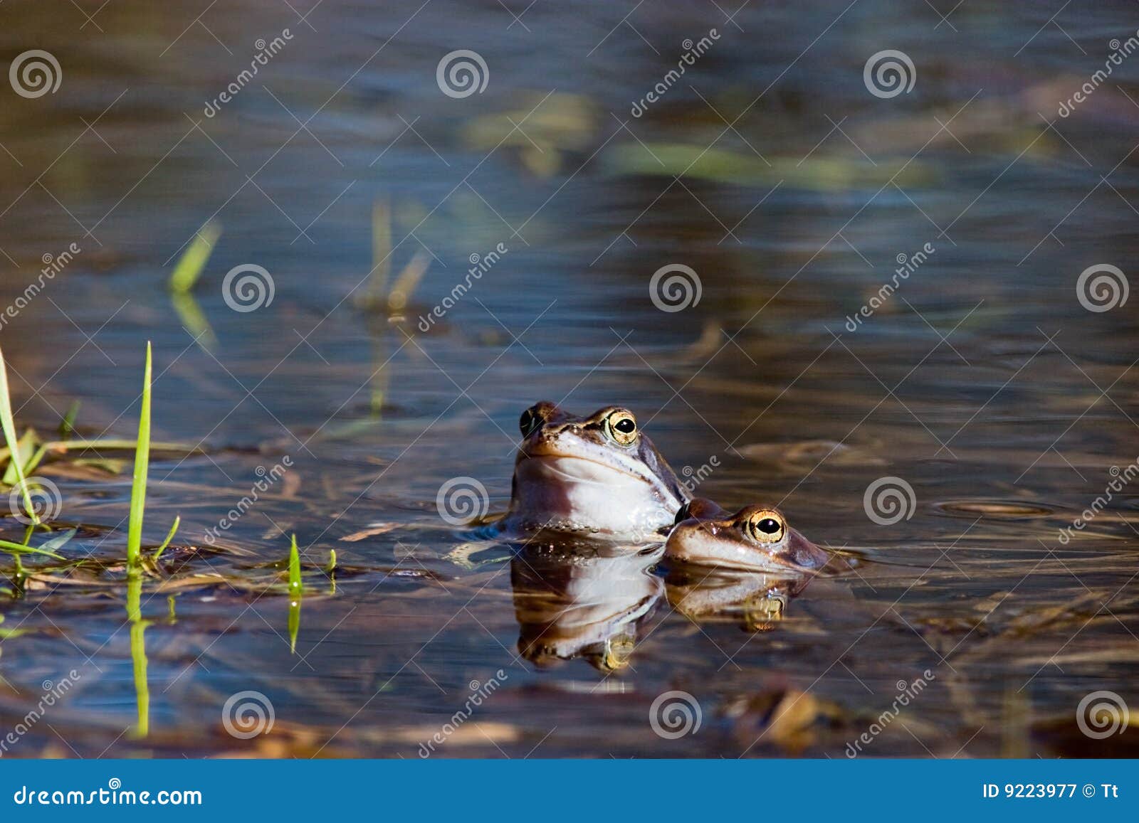 Moor Frog Rana Arvalis Couple In Amplexus Mating Position Royalty-Free ...