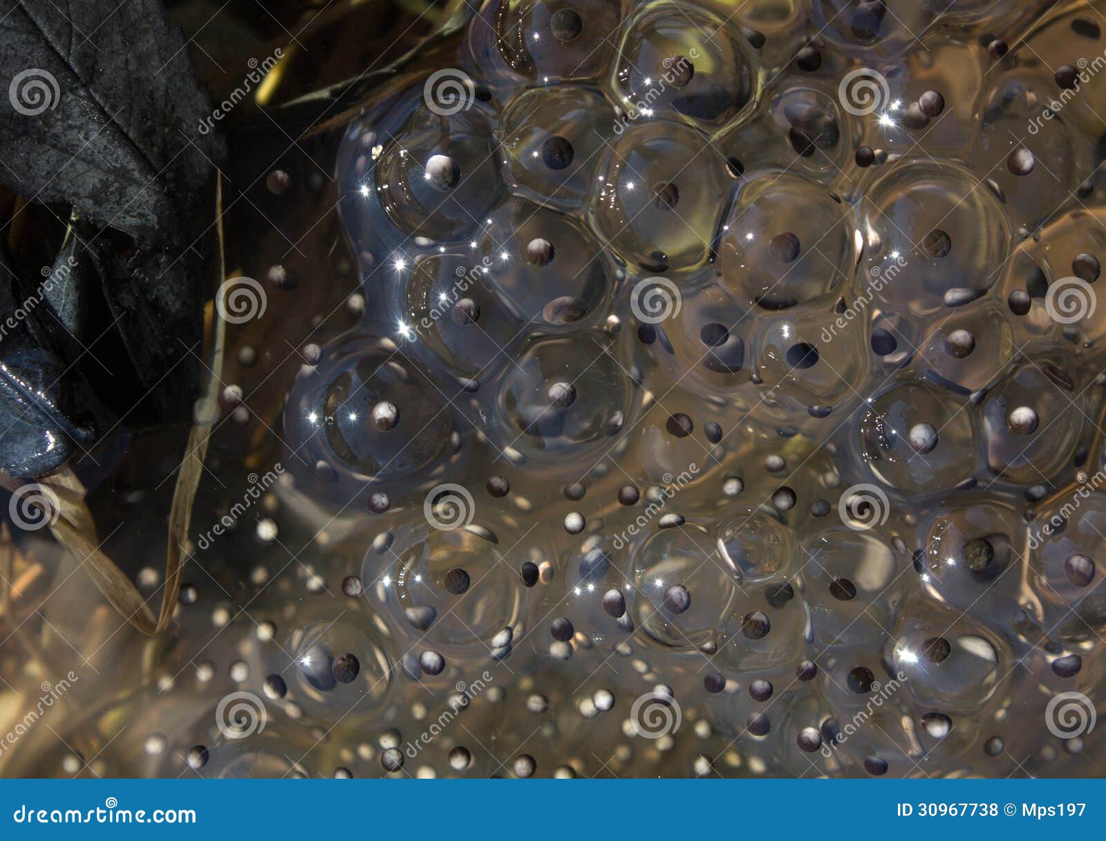 Moor Frog Rana Arvalis Couple In Amplexus Mating Position Royalty-Free ...