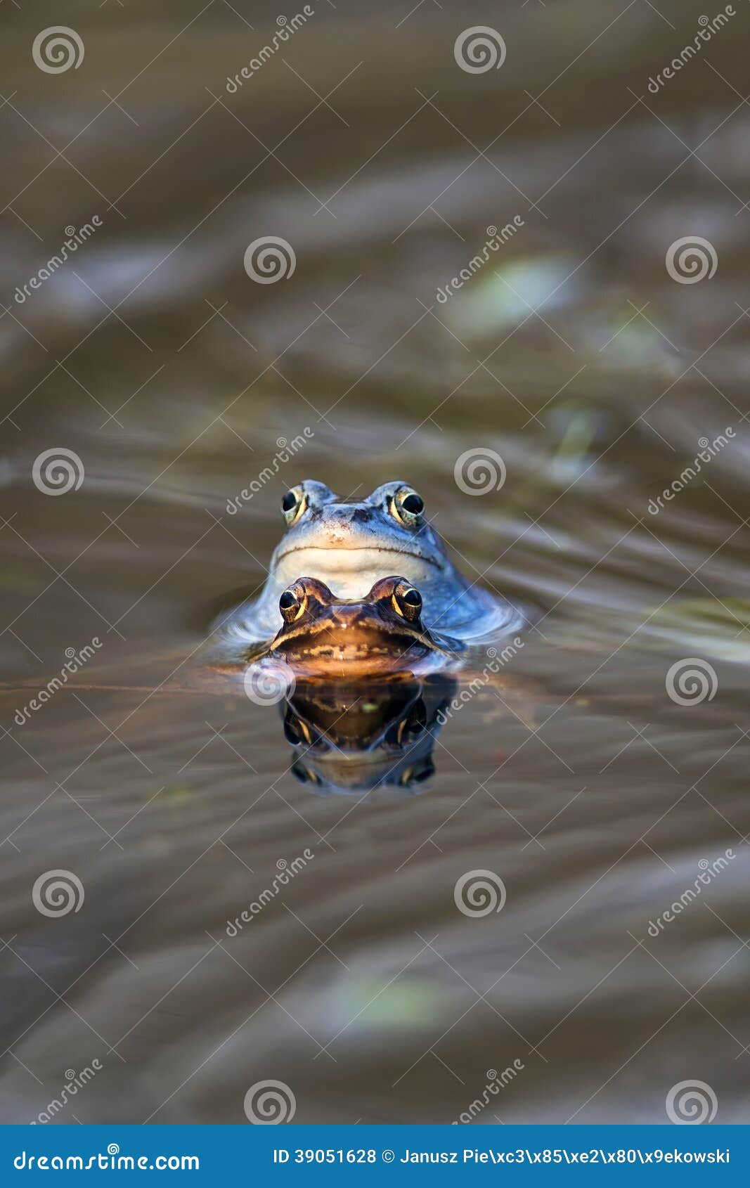 Moor Frog Rana Arvalis Couple In Amplexus Mating Position Royalty-Free ...