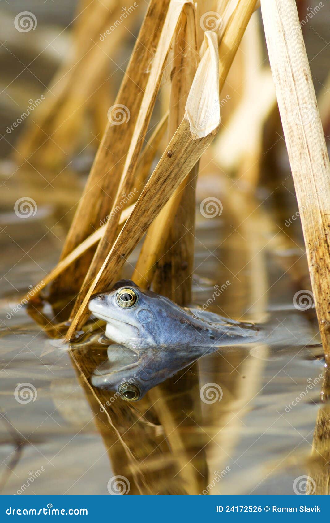 Moor Frog Rana Arvalis Couple In Amplexus Mating Position Royalty-Free ...