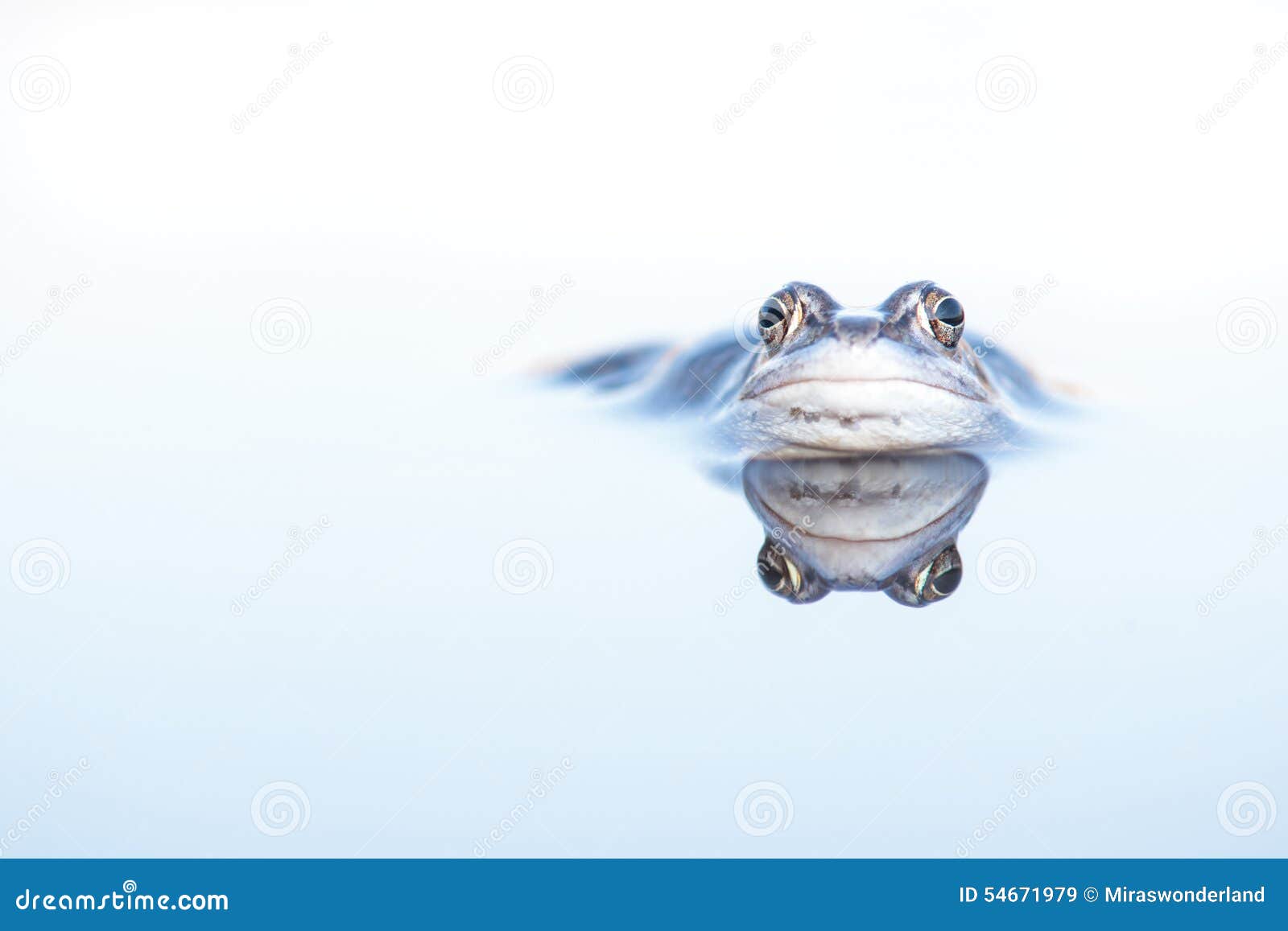 Moor frog and reflection stock image. Image of wildlife - 54671979