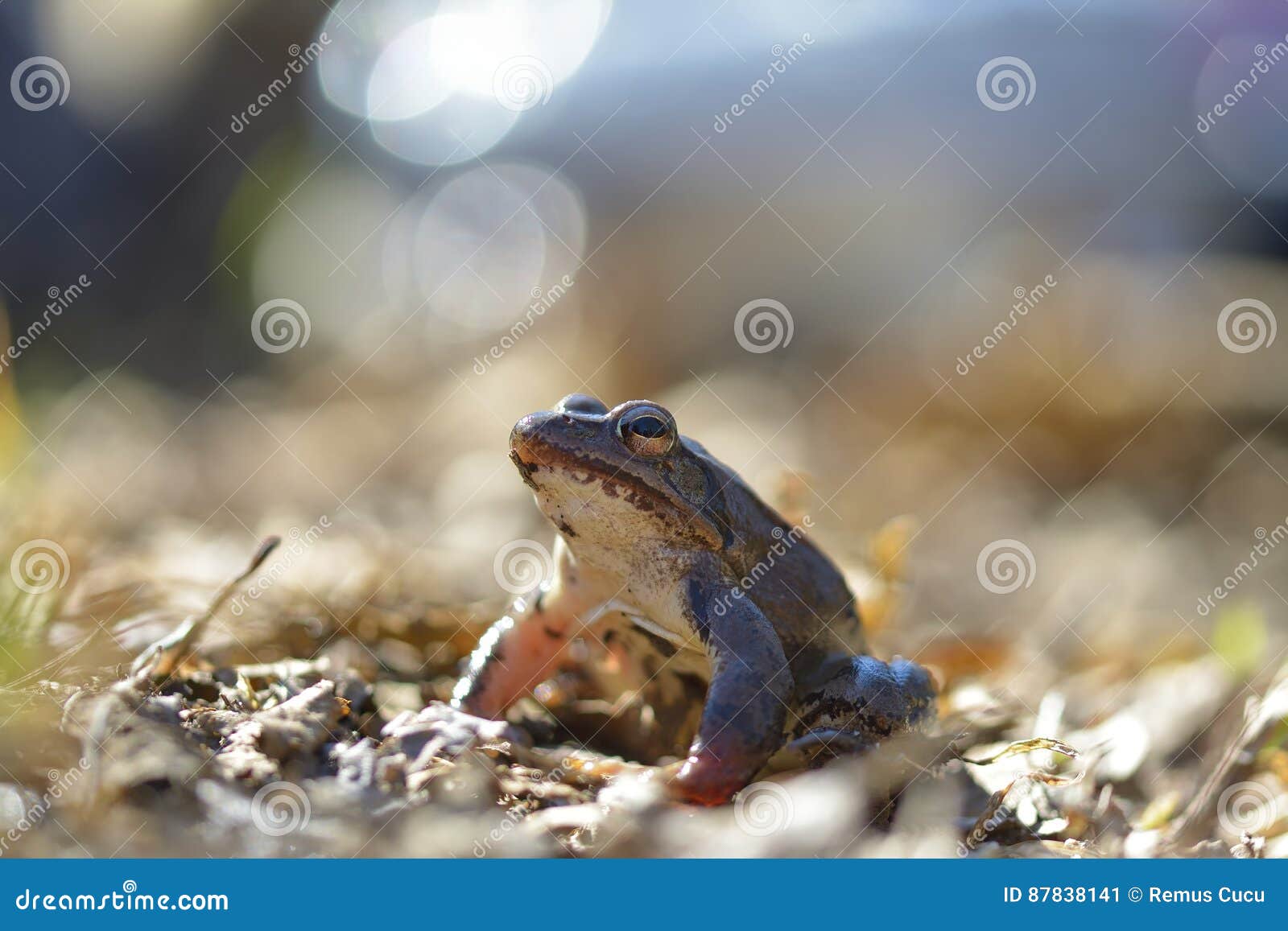 Moor Frog in Spring Rana Arvalis. Stock Image - Image of reflection ...
