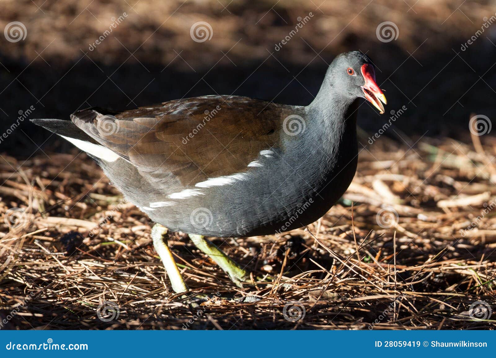 Moor hen stock image. Image of animal, bird, moor, beak - 28059419