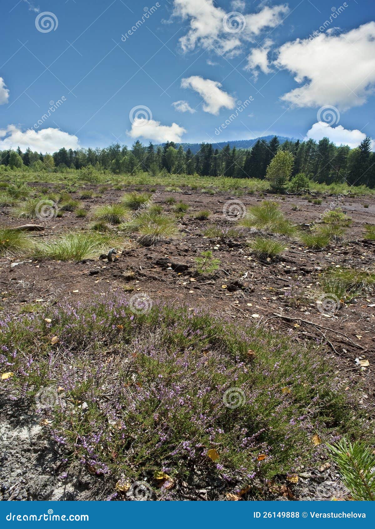Moor land stock photo. Image of marsh, dark, grass, nature - 26149888