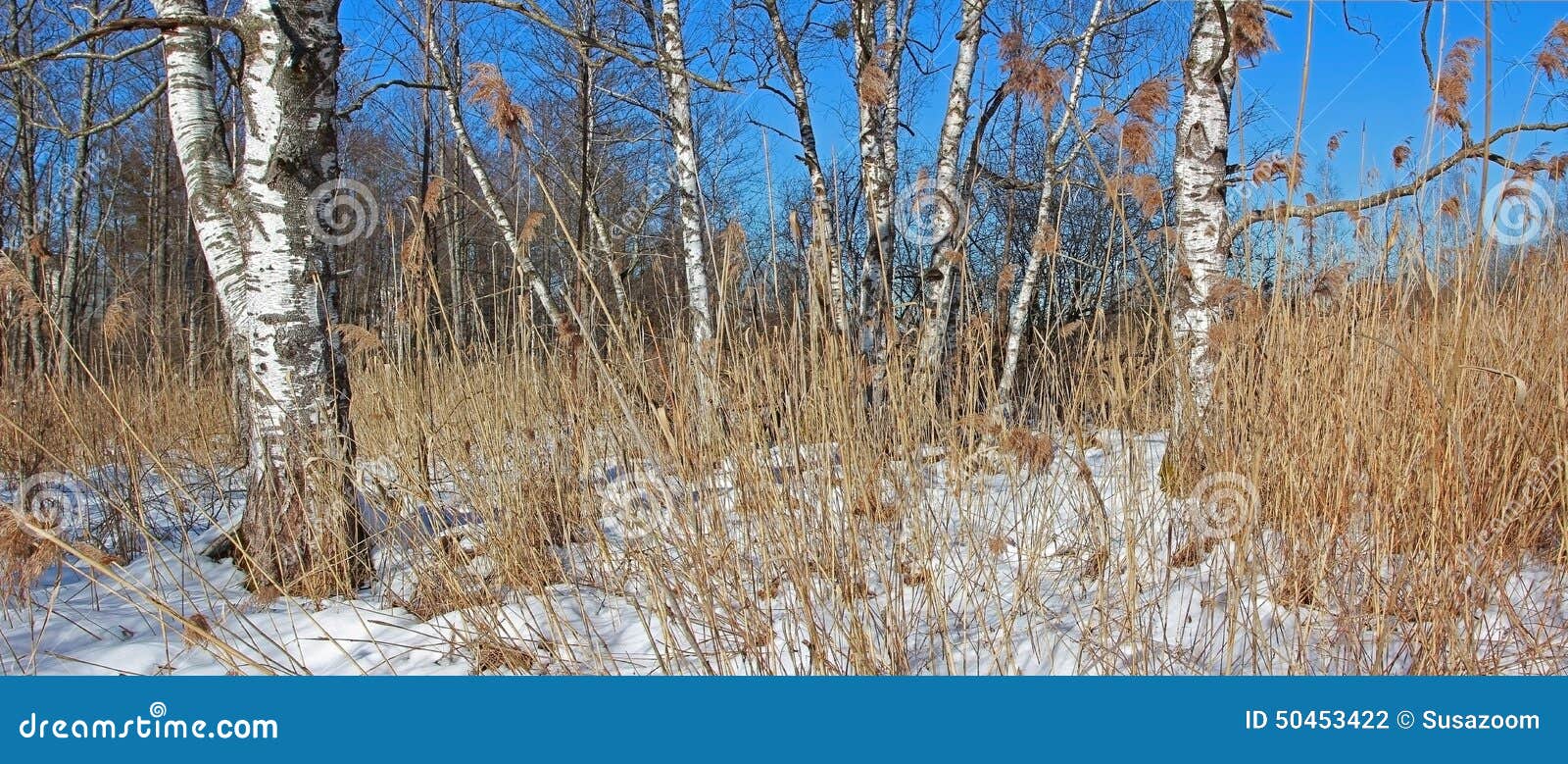 Moor Landscape with Birch Trees in Winter Stock Photo - Image of moor ...