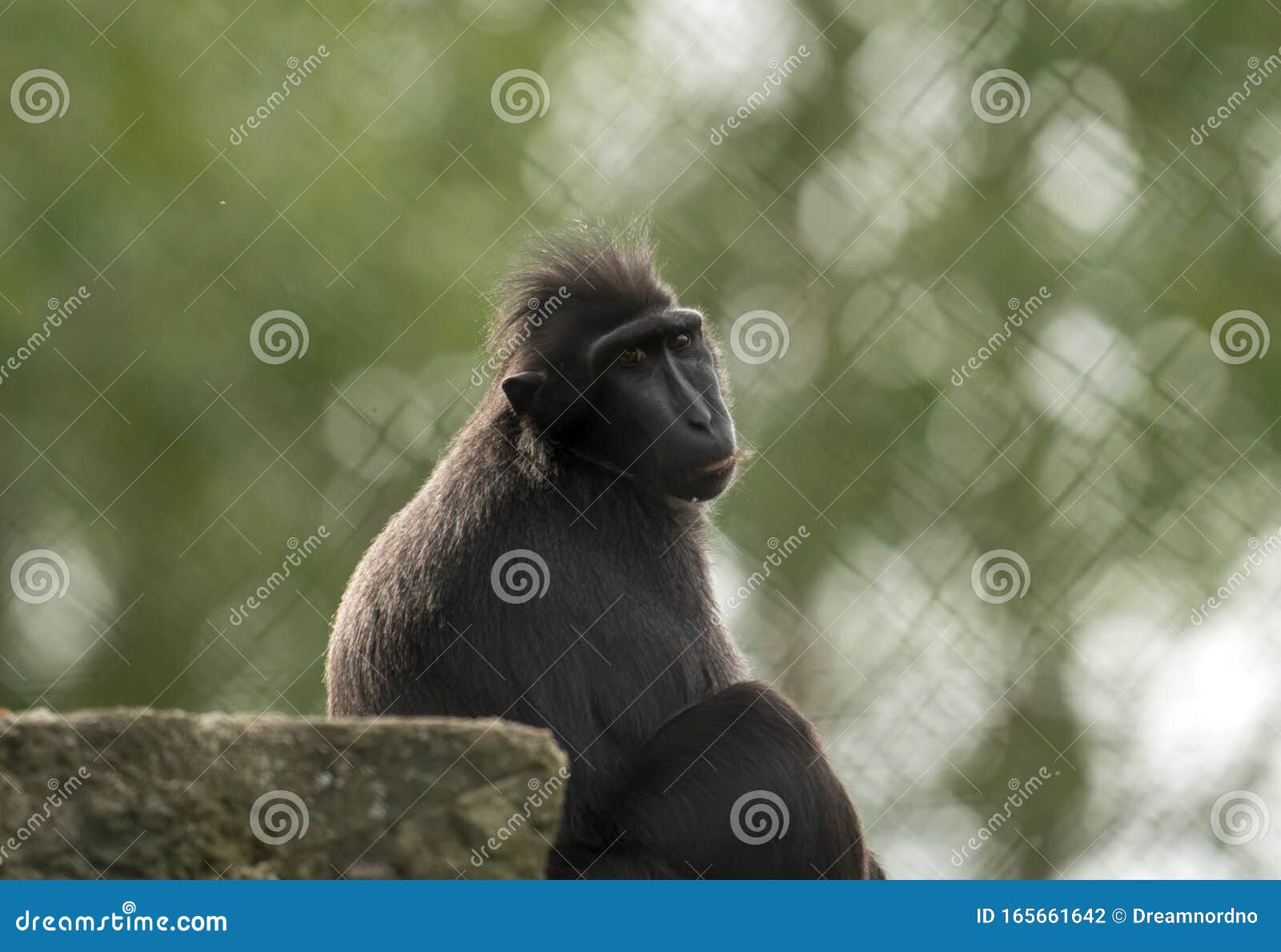 The Moor Macaque Macaca Maura Sitting on a Rock Stock Photo - Image of ...