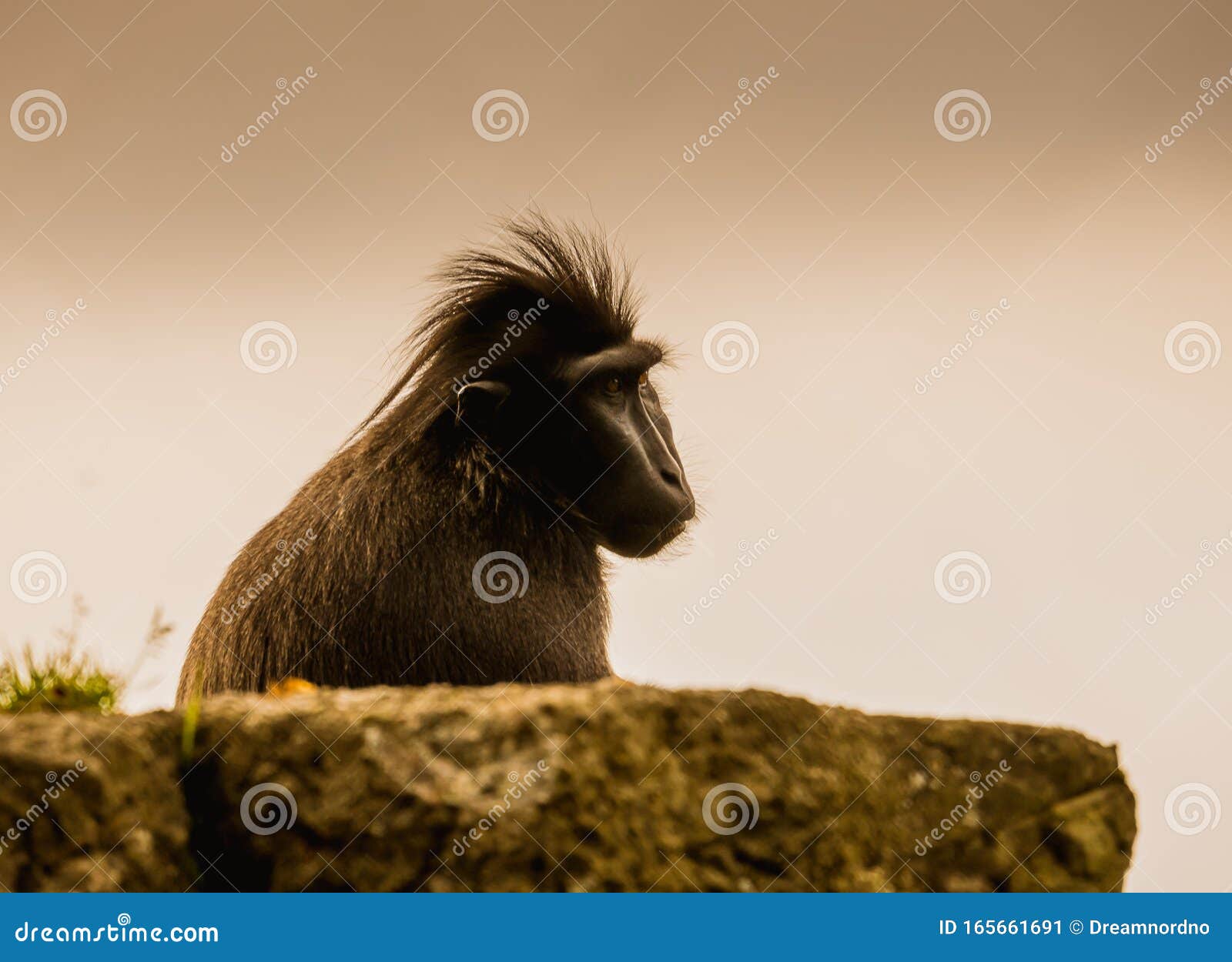 The Moor Macaque Macaca Maura Sitting on a Rock Stock Image - Image of ...