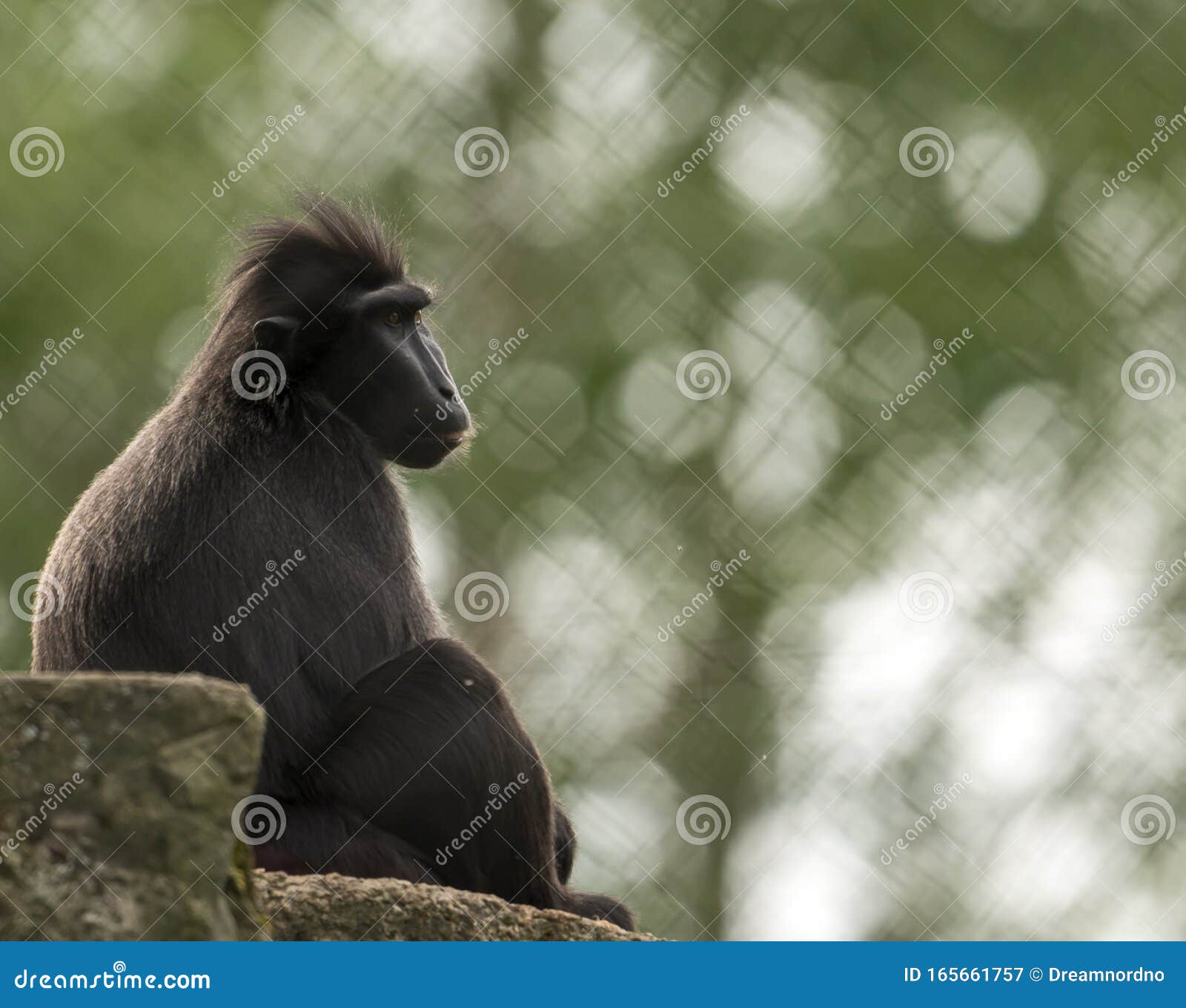 The Moor Macaque Macaca Maura Sitting on a Rock Stock Image - Image of ...
