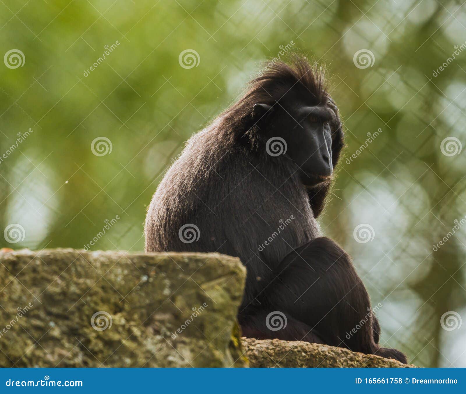 The Moor Macaque Macaca Maura Sitting on a Rock Stock Photo - Image of ...