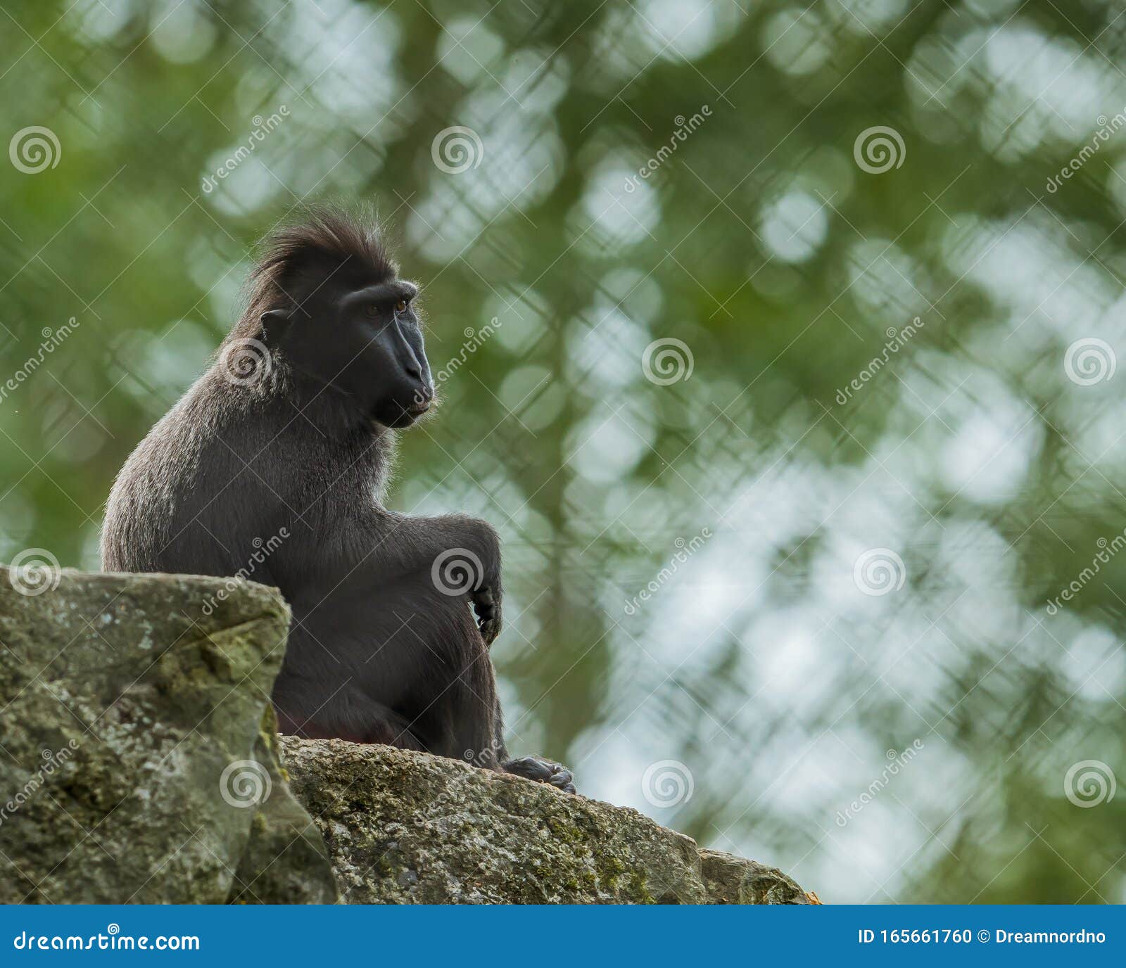 Japanese Makak Monkey Royalty-Free Stock Photo | CartoonDealer.com ...