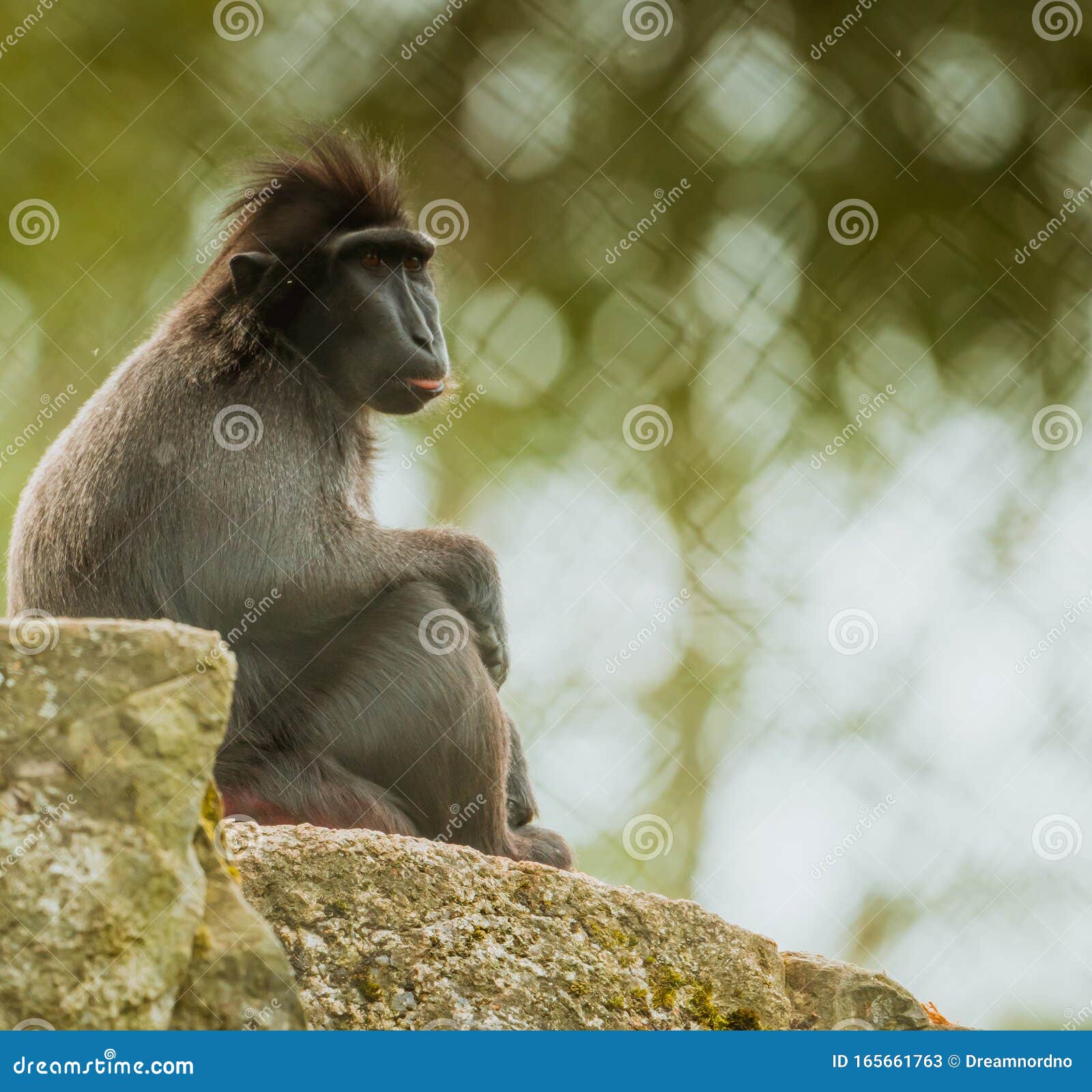 The Moor Macaque Macaca Maura Sitting on a Rock Stock Image - Image of ...