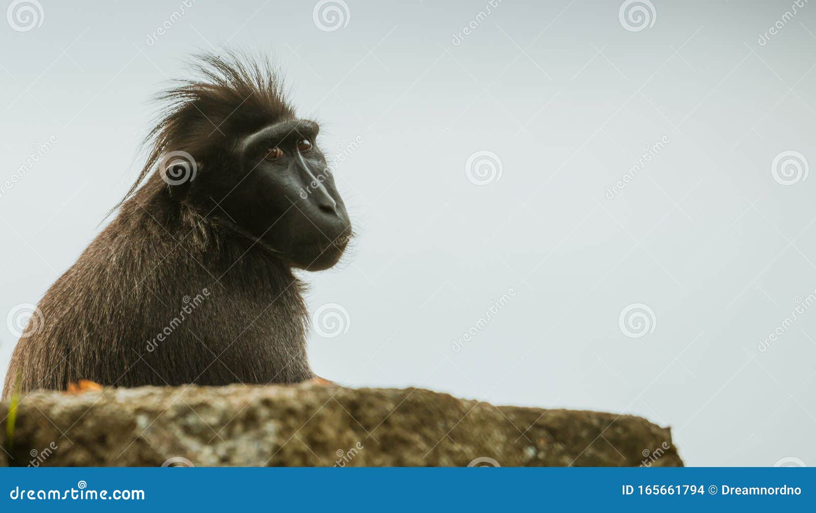 The Moor Macaque Macaca Maura Sitting on a Rock Stock Photo - Image of ...