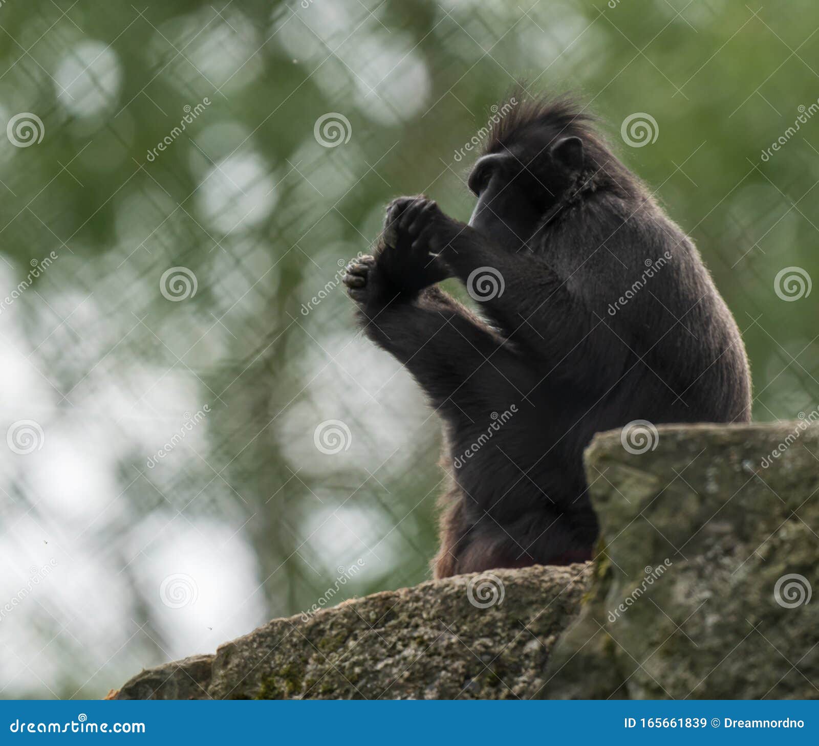 The Moor Macaque Macaca Maura Sitting on a Rock Stock Image - Image of ...