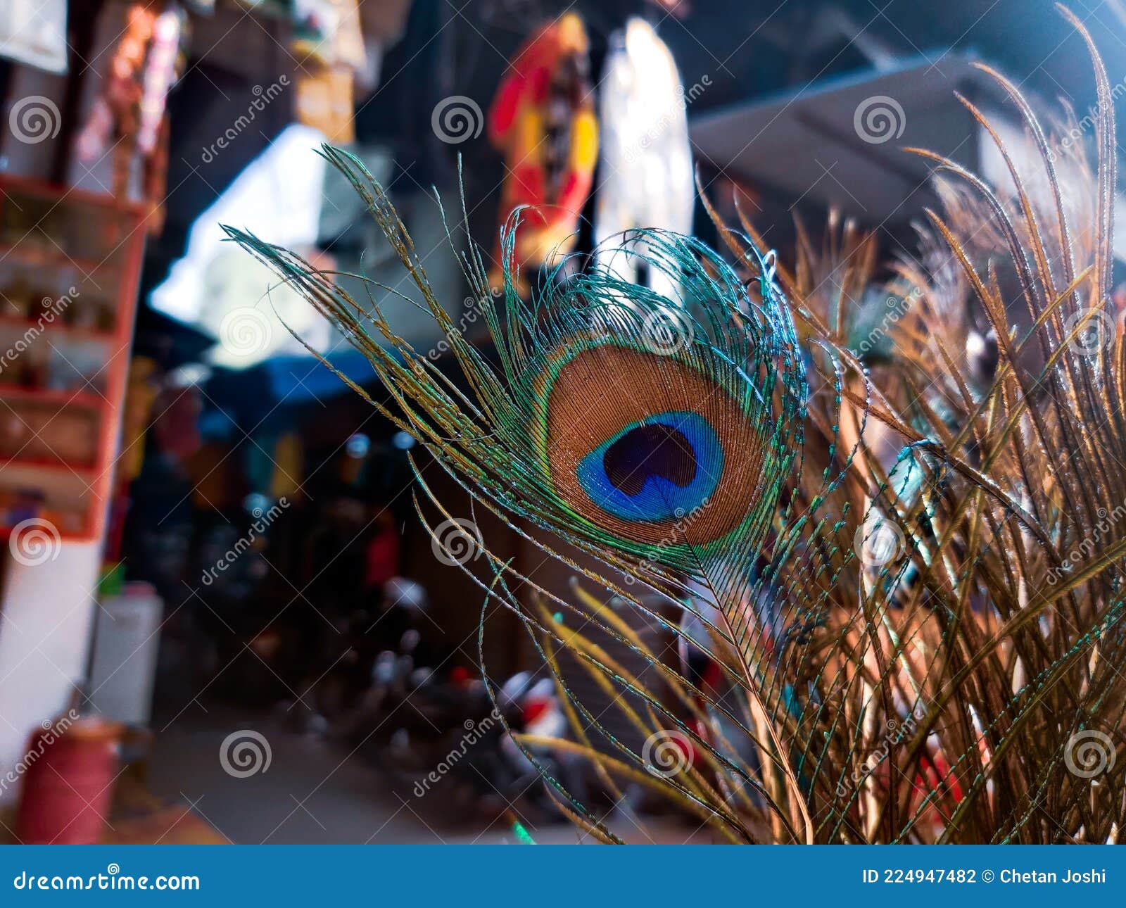 Moor pankh stock photo. Image of beautiful, moor, colour - 224947482