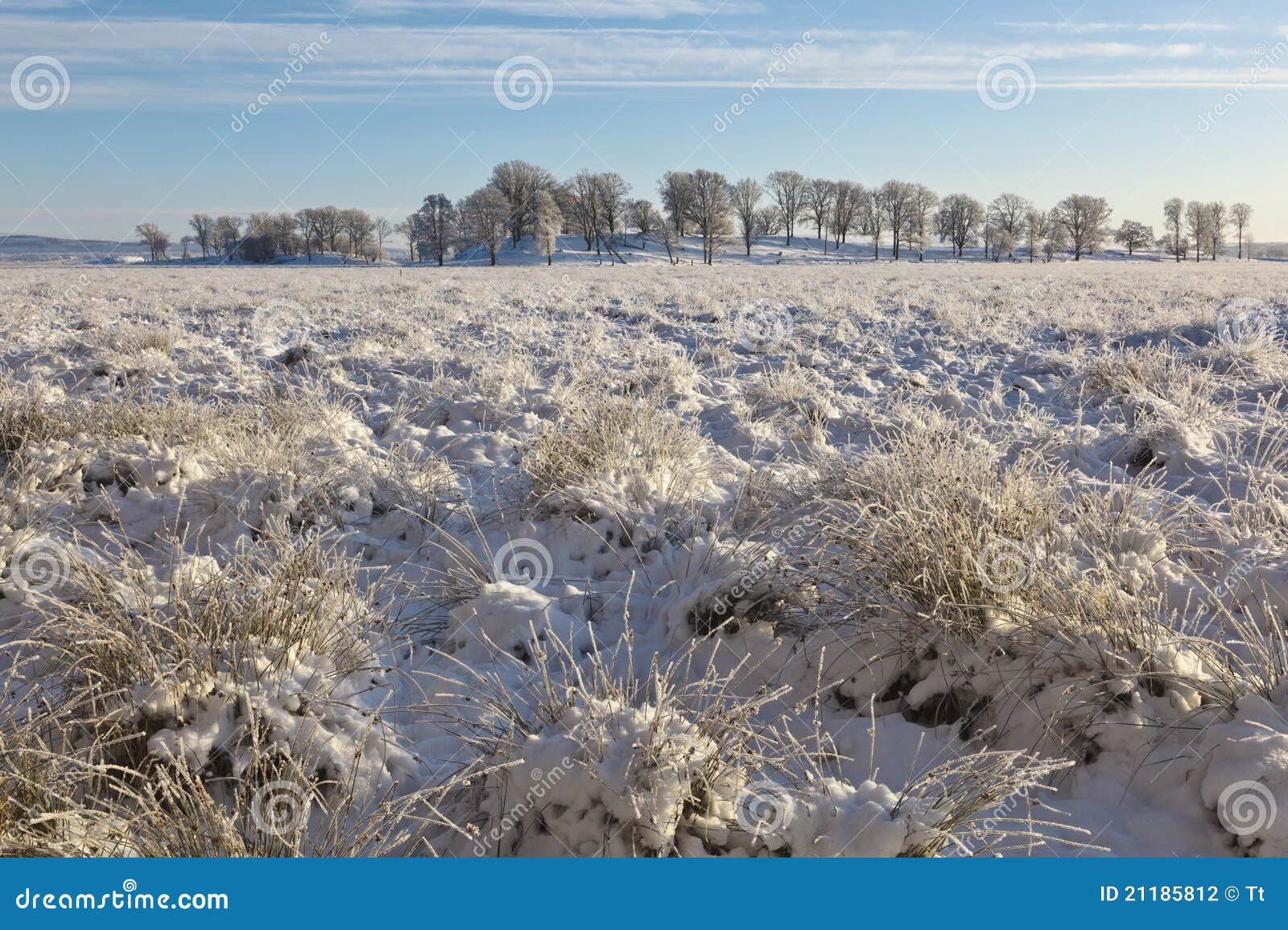 Moor with Tufts of Grass in Snow Stock Photo - Image of deciduous ...