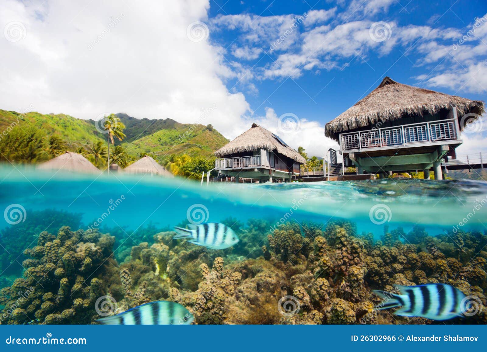Moorea landscape stock photo. Image of island, blue, coconut - 26302966