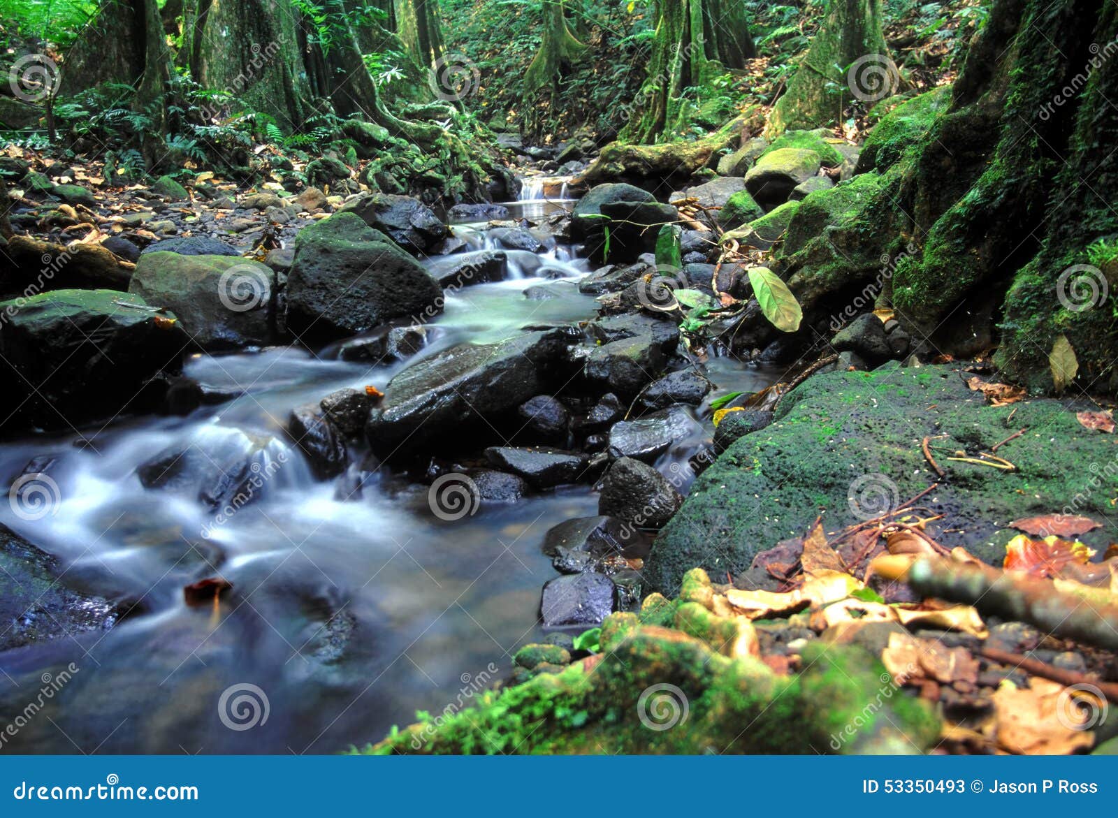Moorea Rainforest Cascade stock image. Image of landscape - 53350493