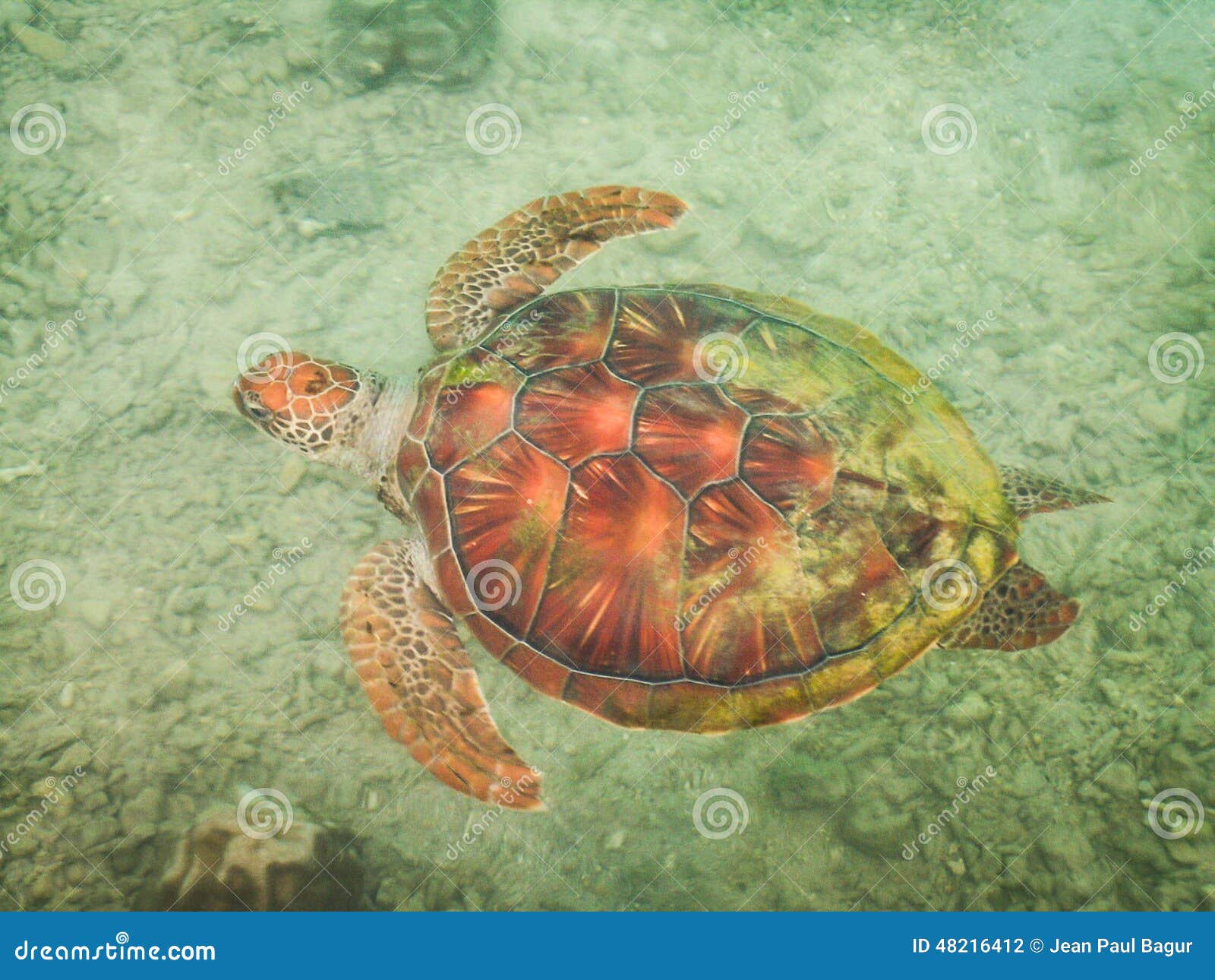Moorea Turtle stock photo. Image of tahiti, orientation - 48216412