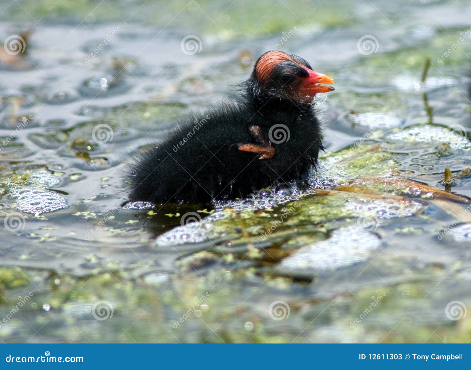 Moorhen stock image. Image of water, young, nature, wildlife - 12611303