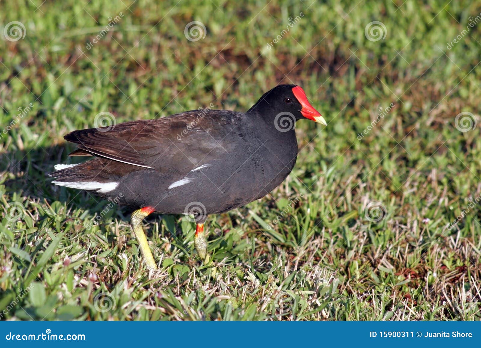 Moorhen stock image. Image of colors, wildlife, moorhen - 15900311