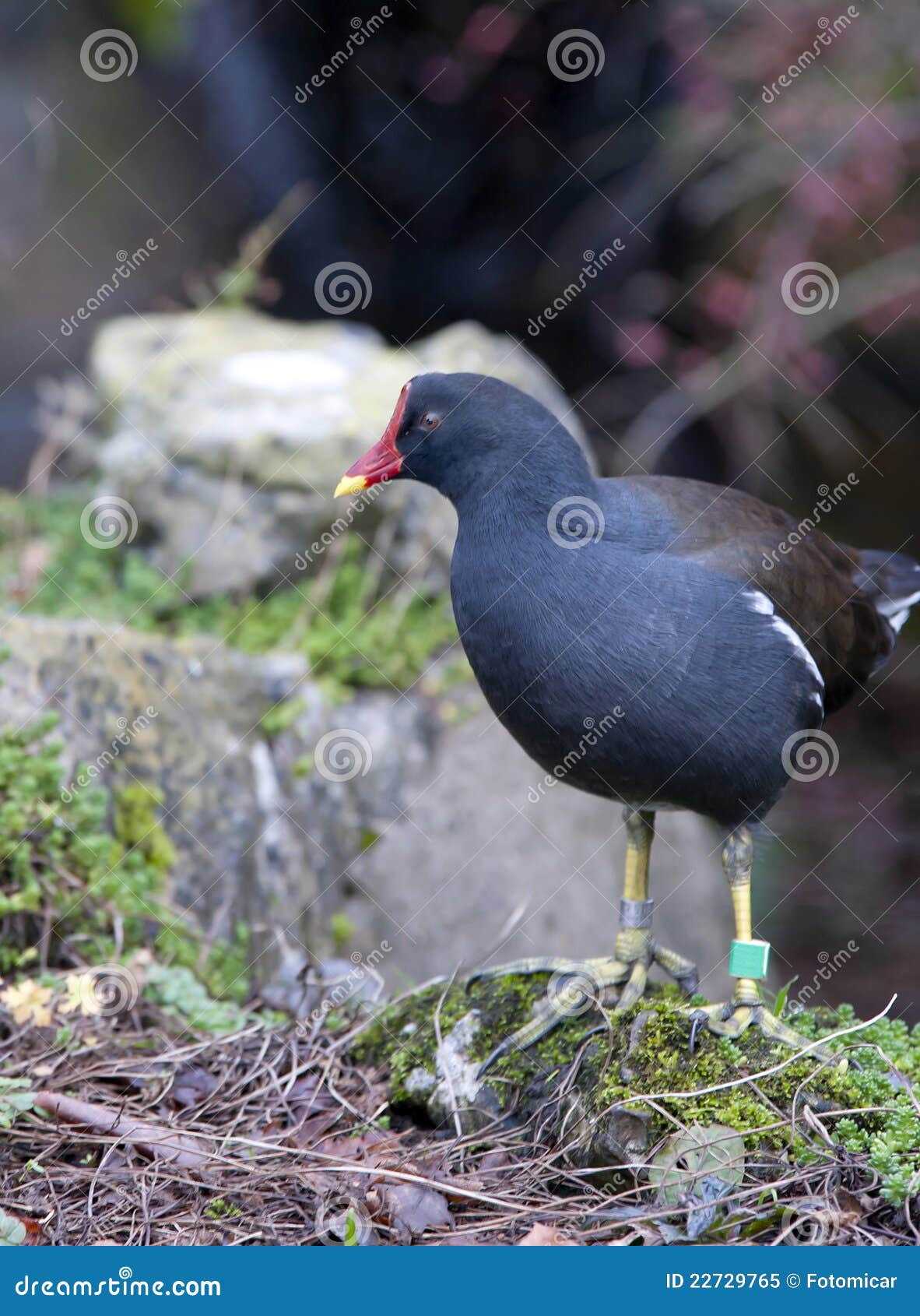 Moorhen stock image. Image of toes, space, close, bird - 22729765