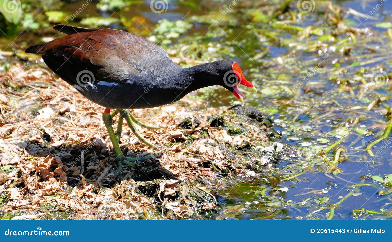 Moorhen Bird stock image. Image of outdoors, creatures - 20615443
