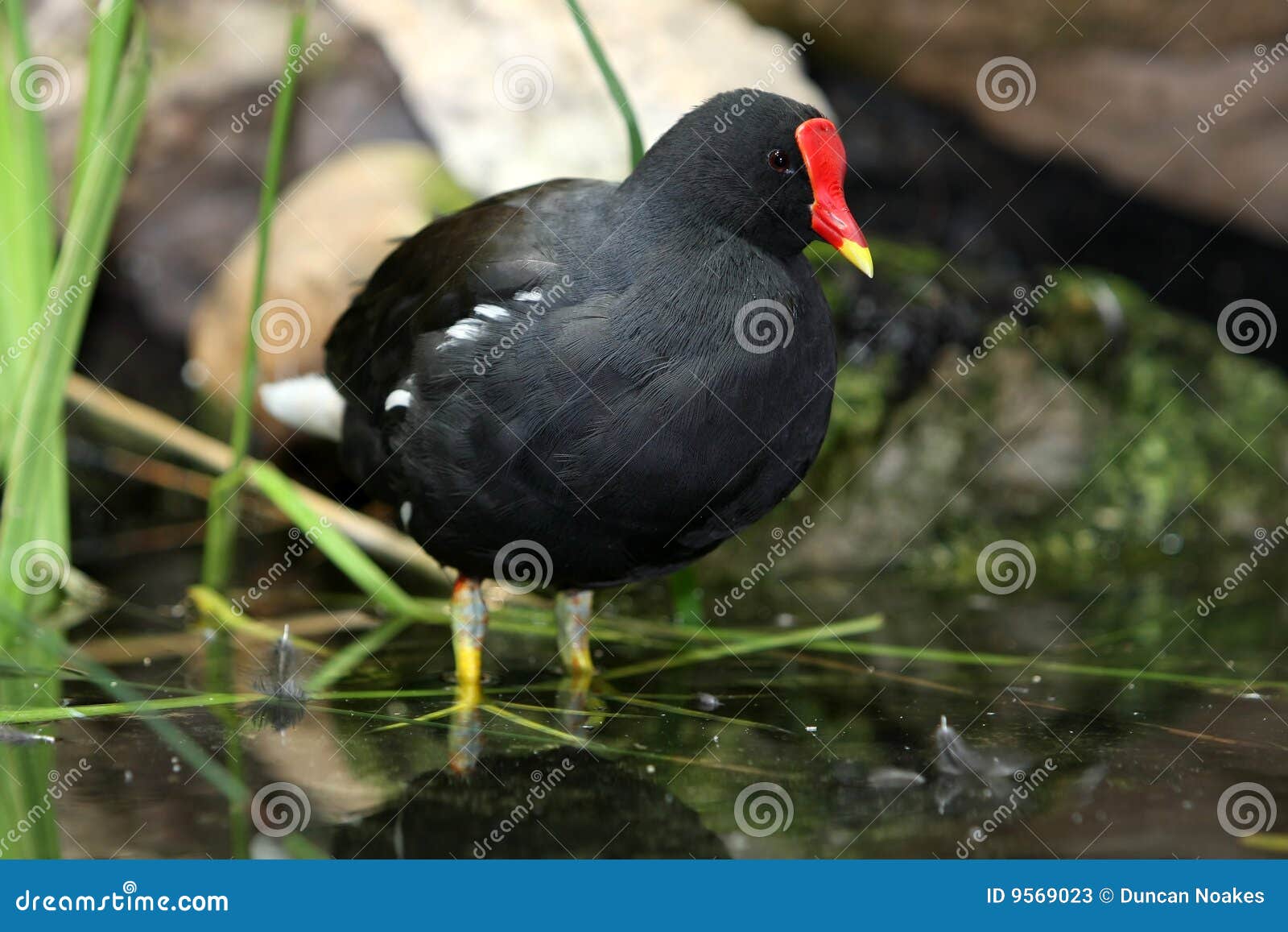 Moorhen Bird stock image. Image of beak, moorhen, common - 9569023
