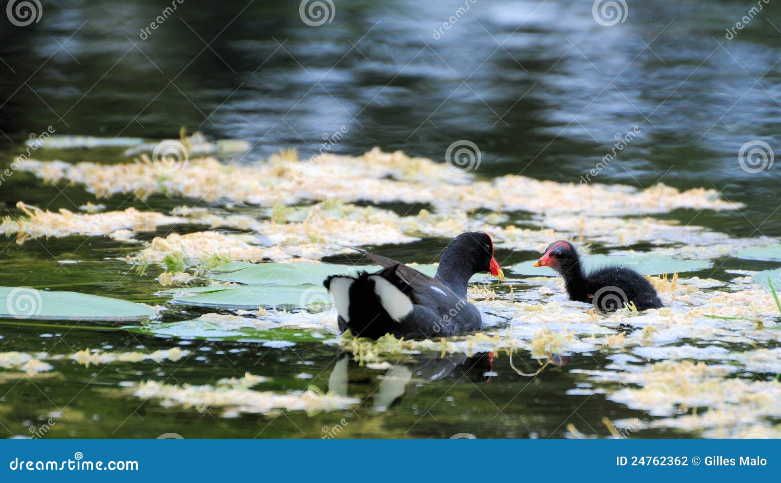 Moorhen bird and baby stock photo. Image of young, moorhen - 24762362