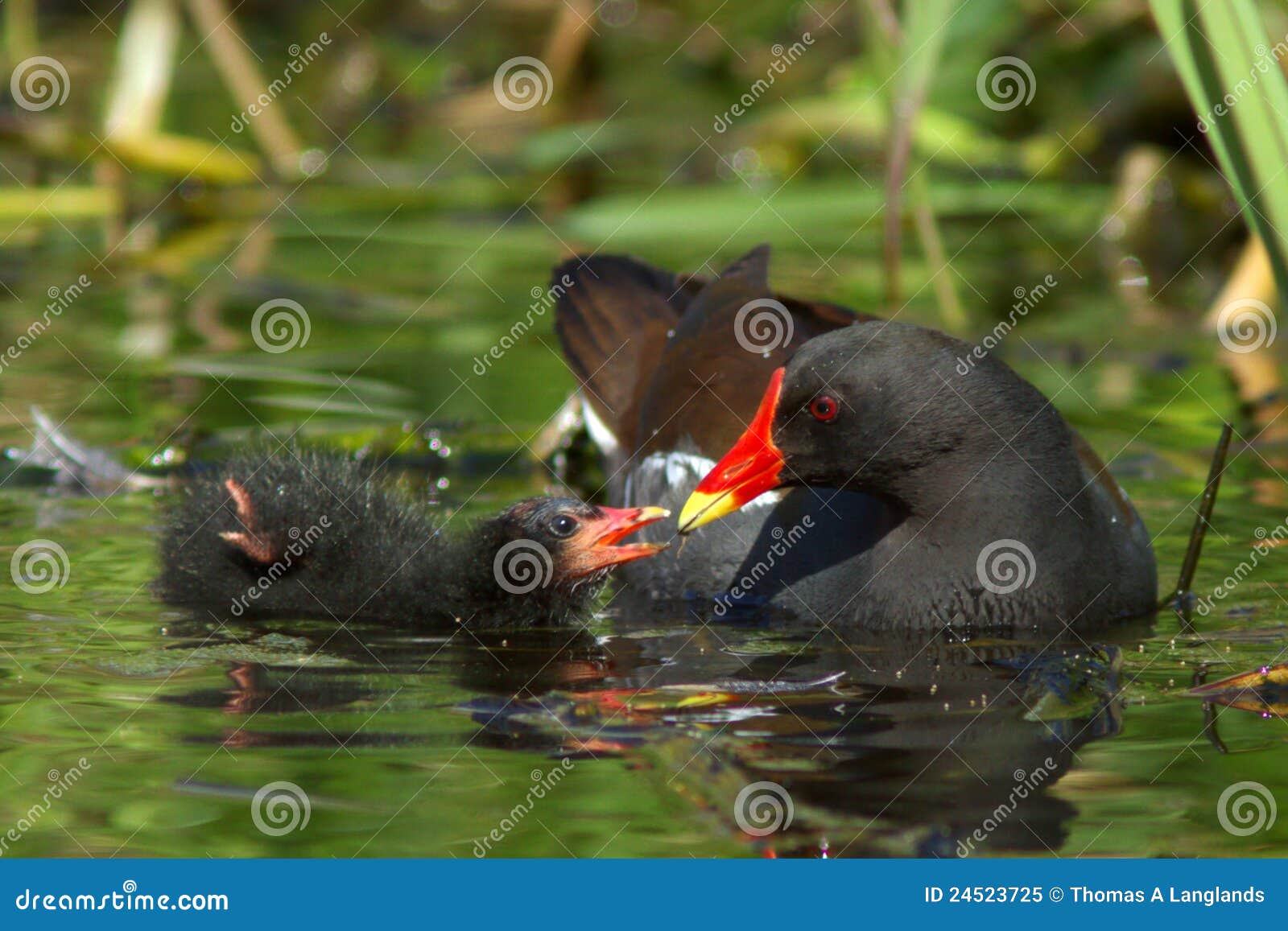 Moorhen and Chick (Gallinula Chloropus) Stock Image - Image of young ...
