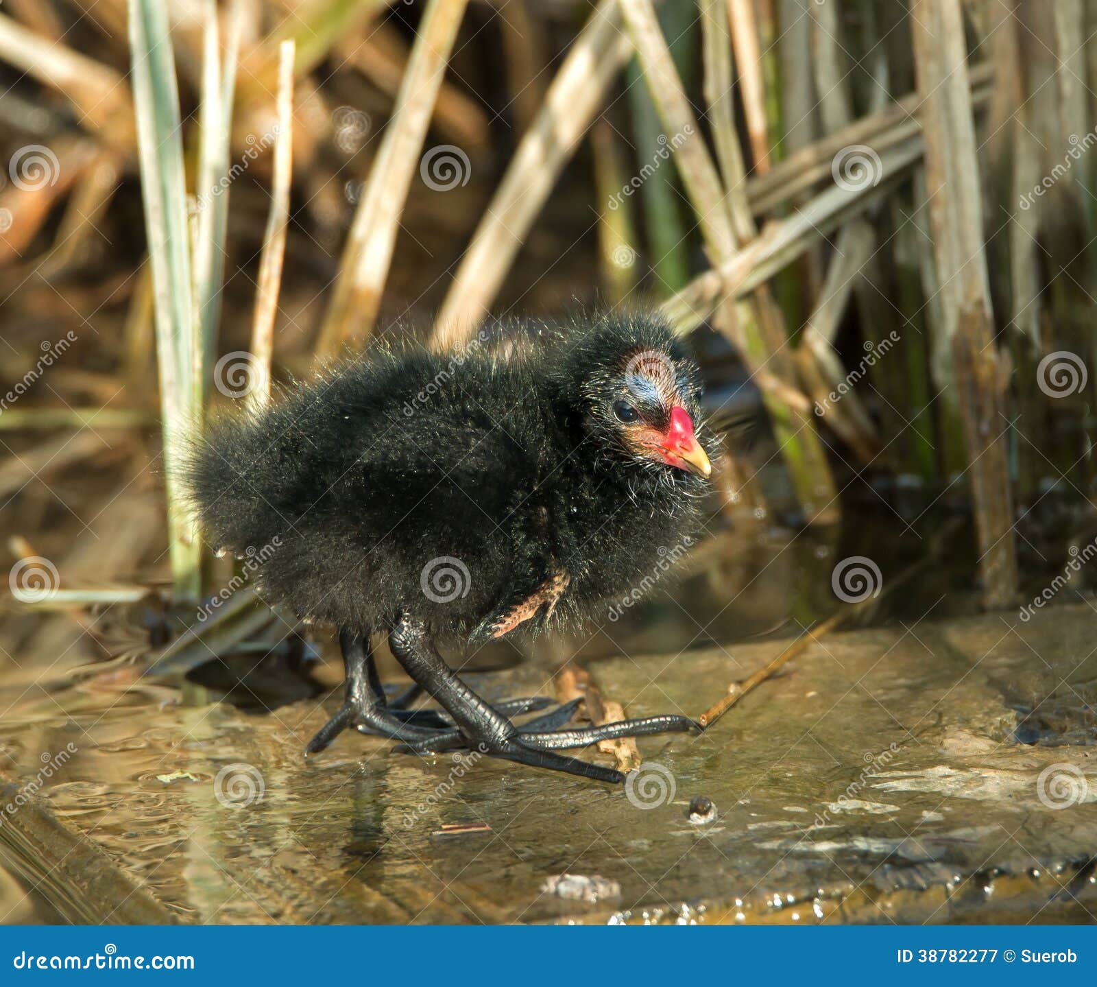Moorhen Chick stock image. Image of river, nature, moorhen - 38782277