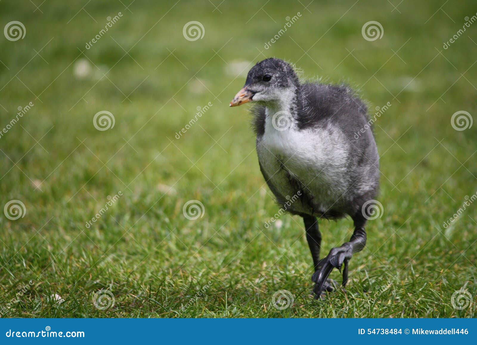 Moorhen chick walking stock photo. Image of walking, duckling - 54738484