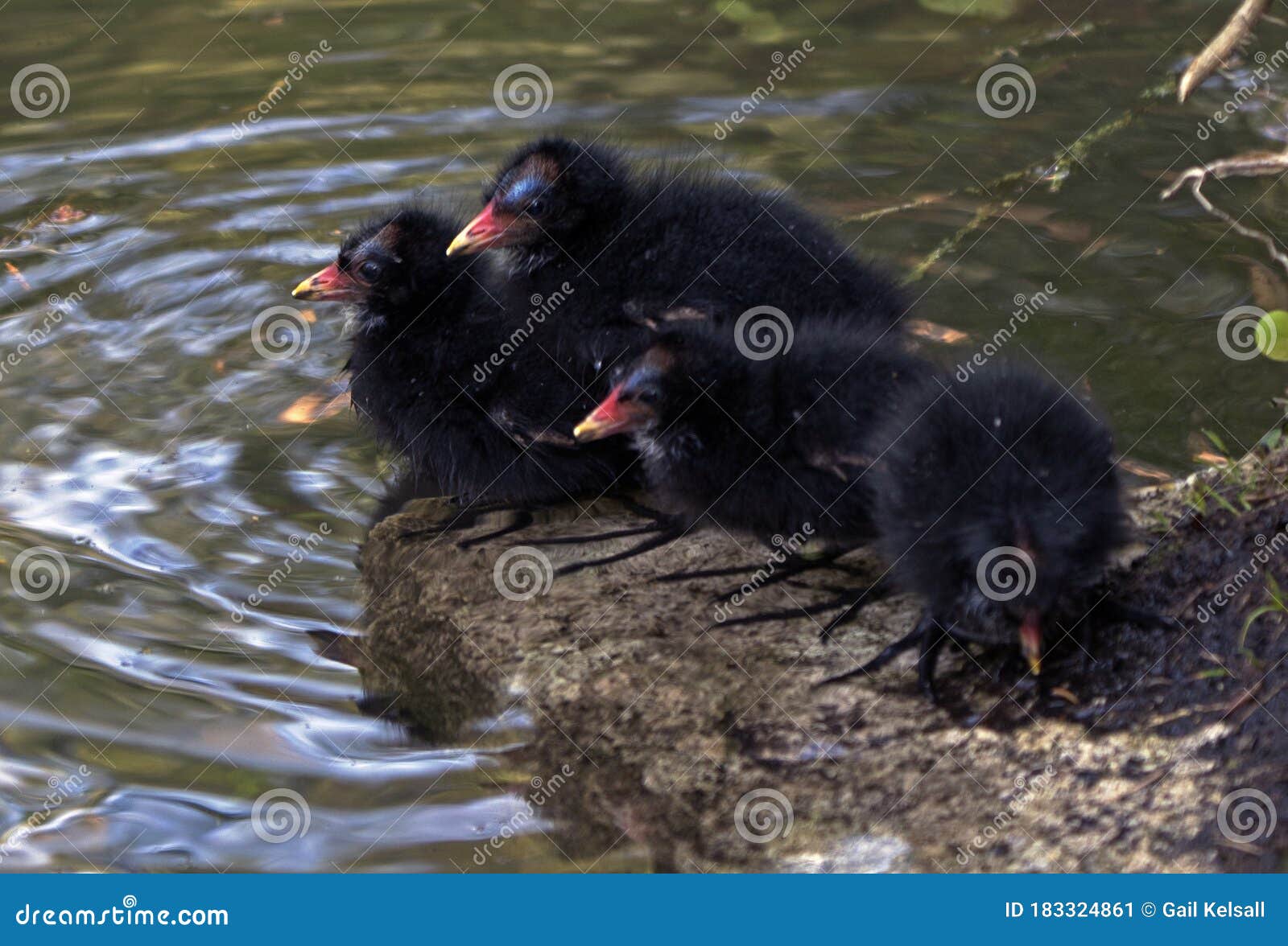 Moorhen Chicks Huddled Together at Coy Pond Stock Image - Image of ...
