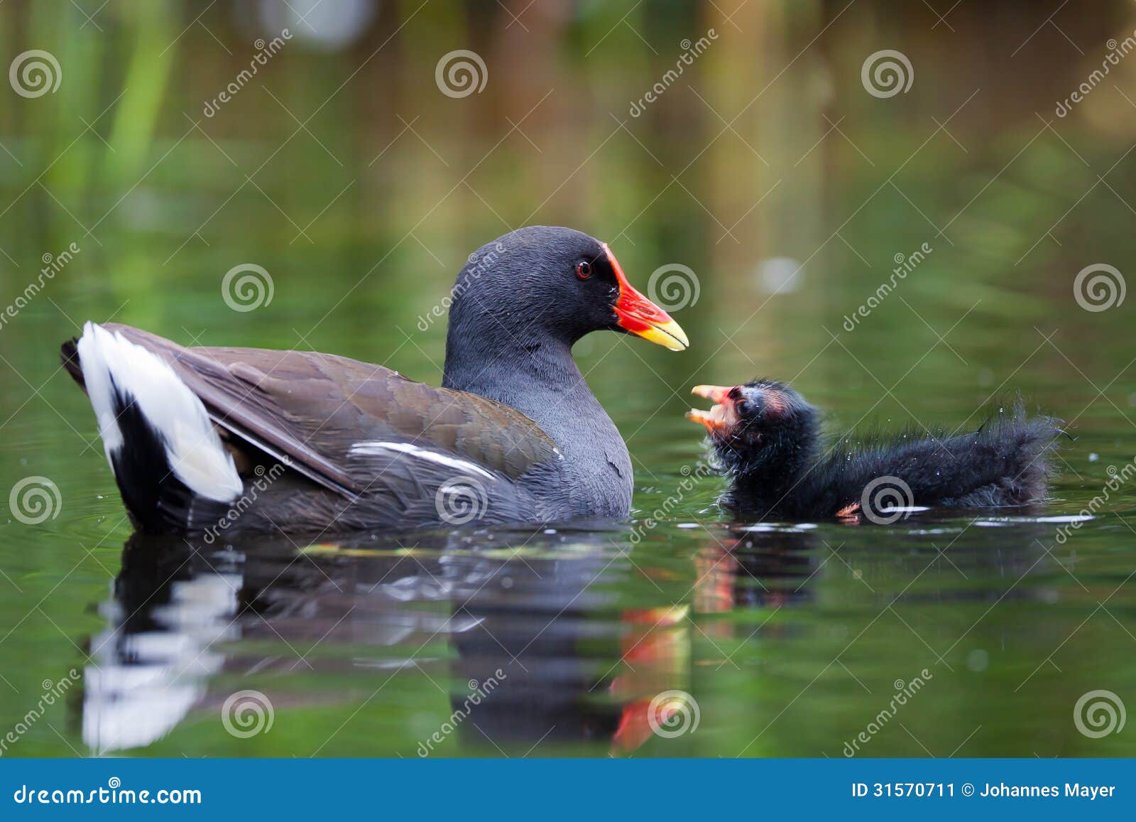 Moorhen stock image. Image of pond, lake, environment - 31570711