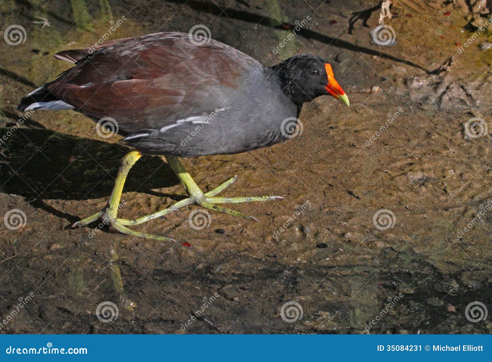 Moorhen stock image. Image of feed, feet, feathers, pest - 35084231