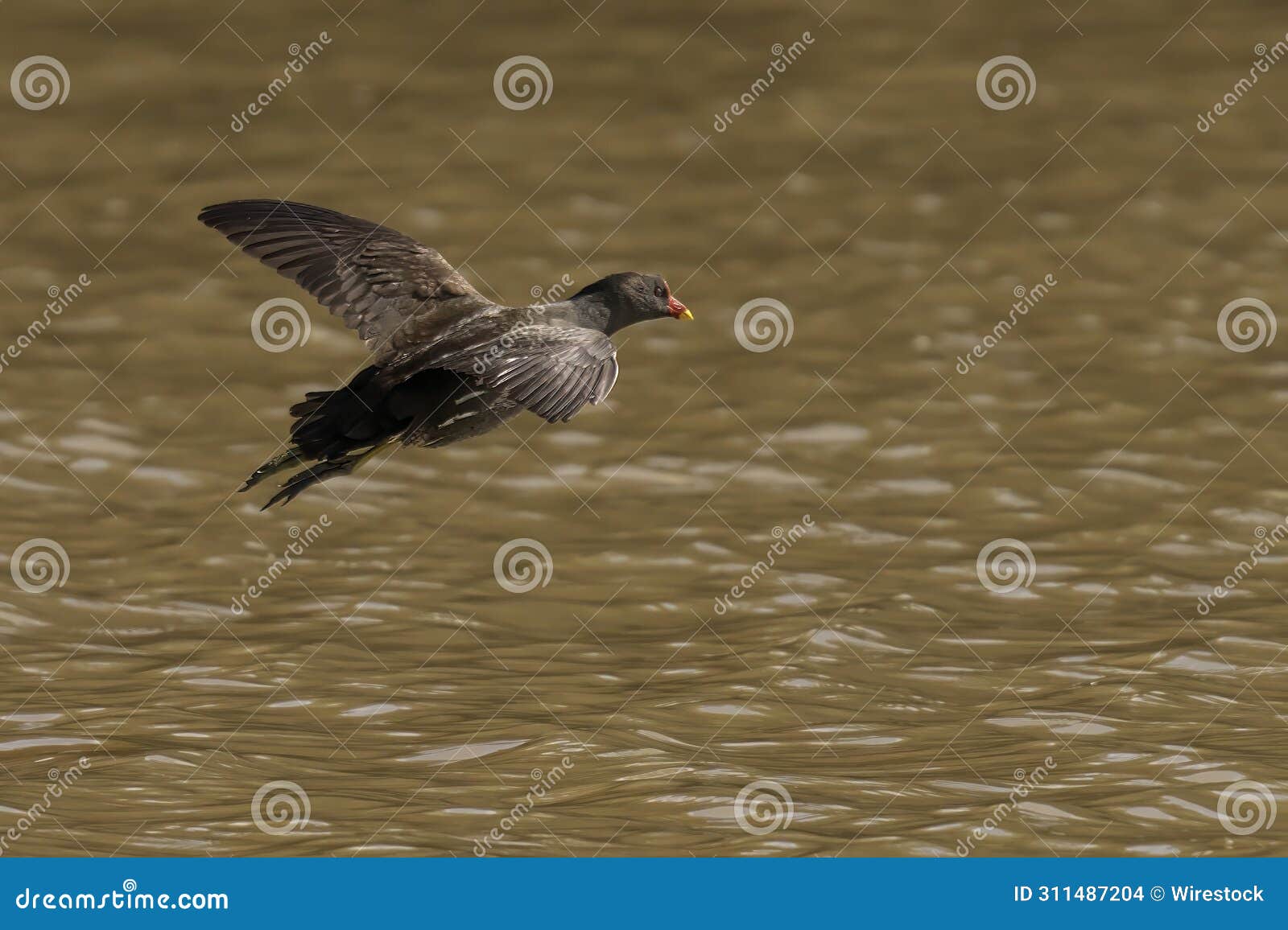 Moorhen Flying Above the Water Stock Photo - Image of lake, tranquil ...