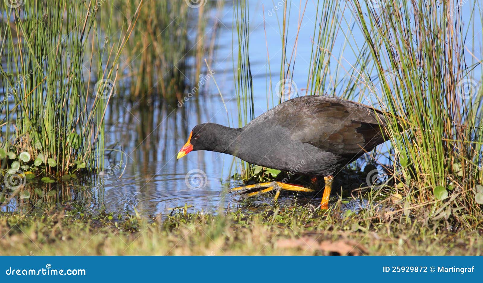 Moorhen in marshland stock photo. Image of moor, green - 25929872
