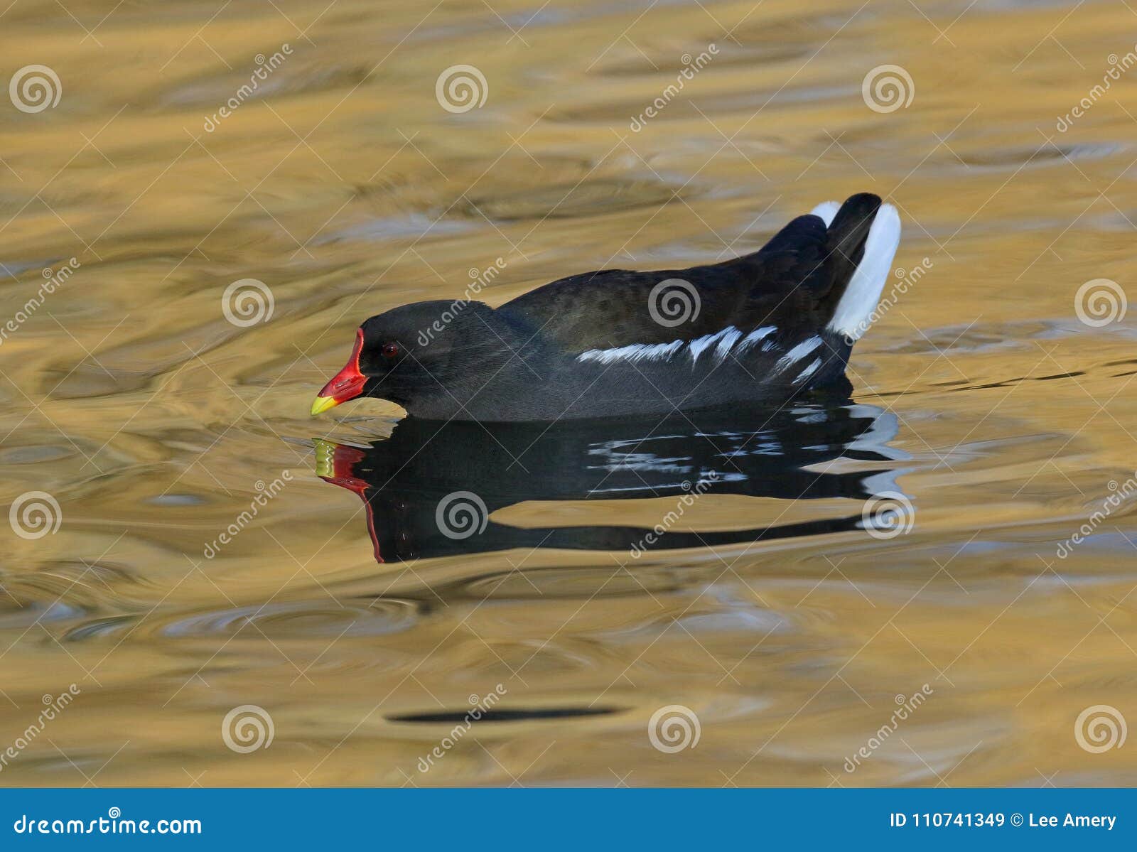 Moorhen stock image. Image of inflight, bird, flying - 110741349