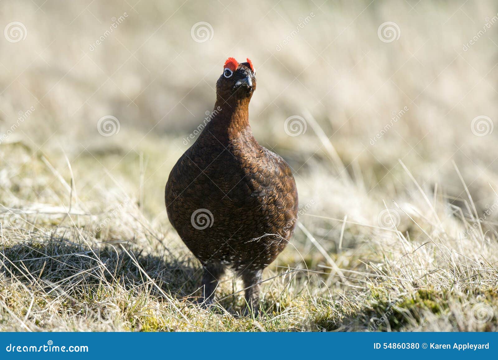 Moorhuhn - Lagopus Lagopus stockfoto. Bild von klage - 54860380